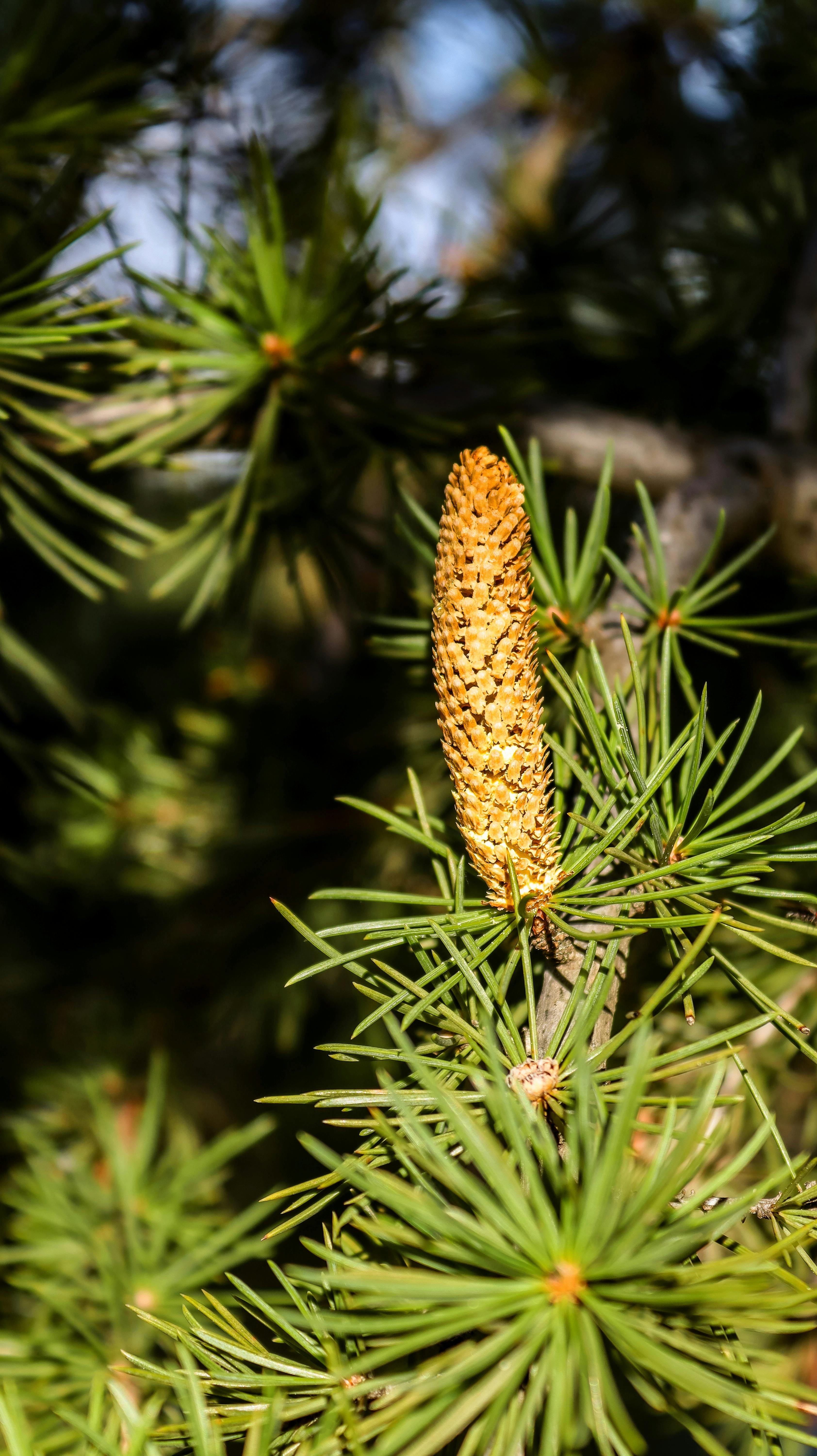 Tree Cone Photos, Download The BEST Free Tree Cone Stock Photos & HD Images