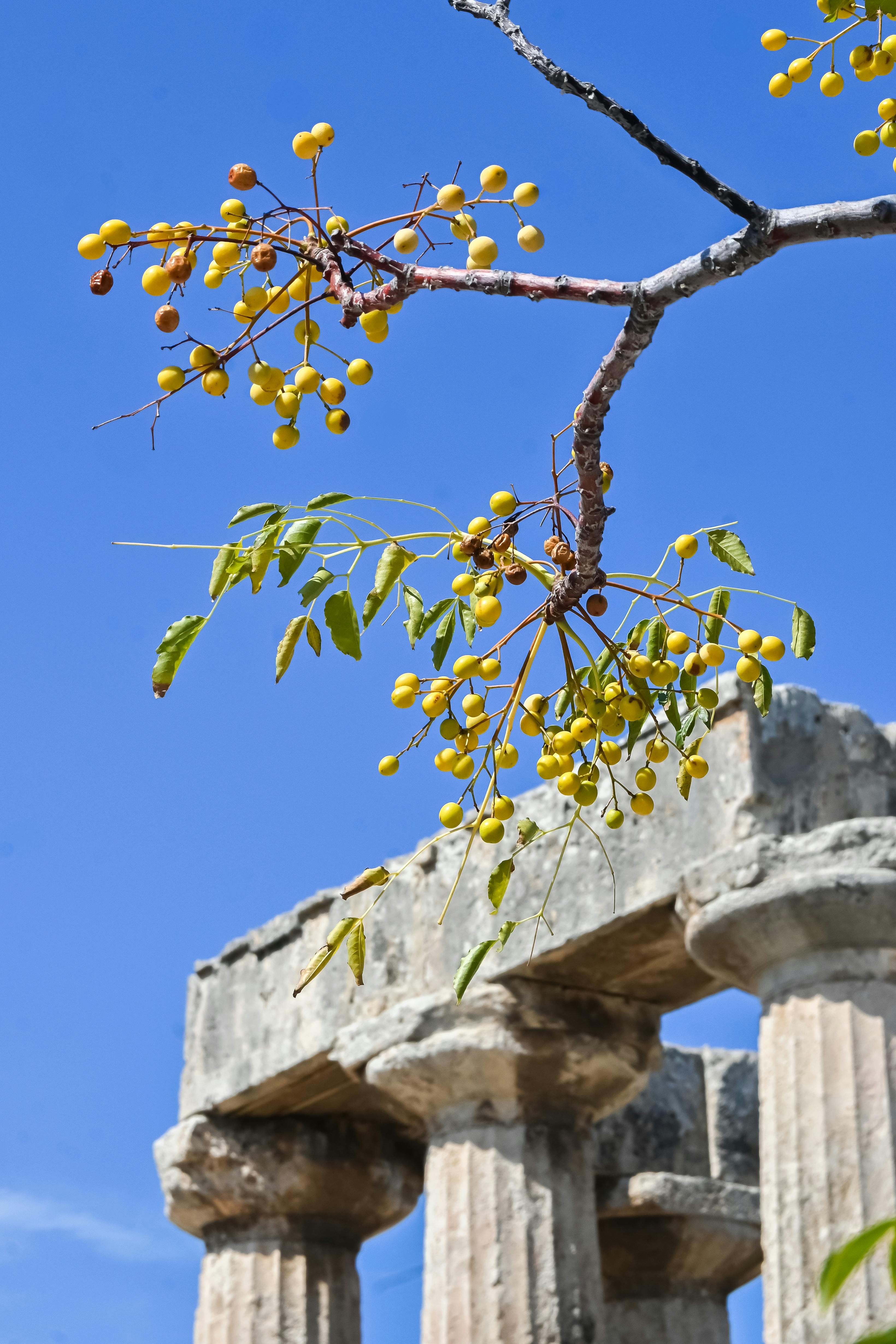 Ancient Columns with Berry Tree and Blue Sky · Free Stock Photo