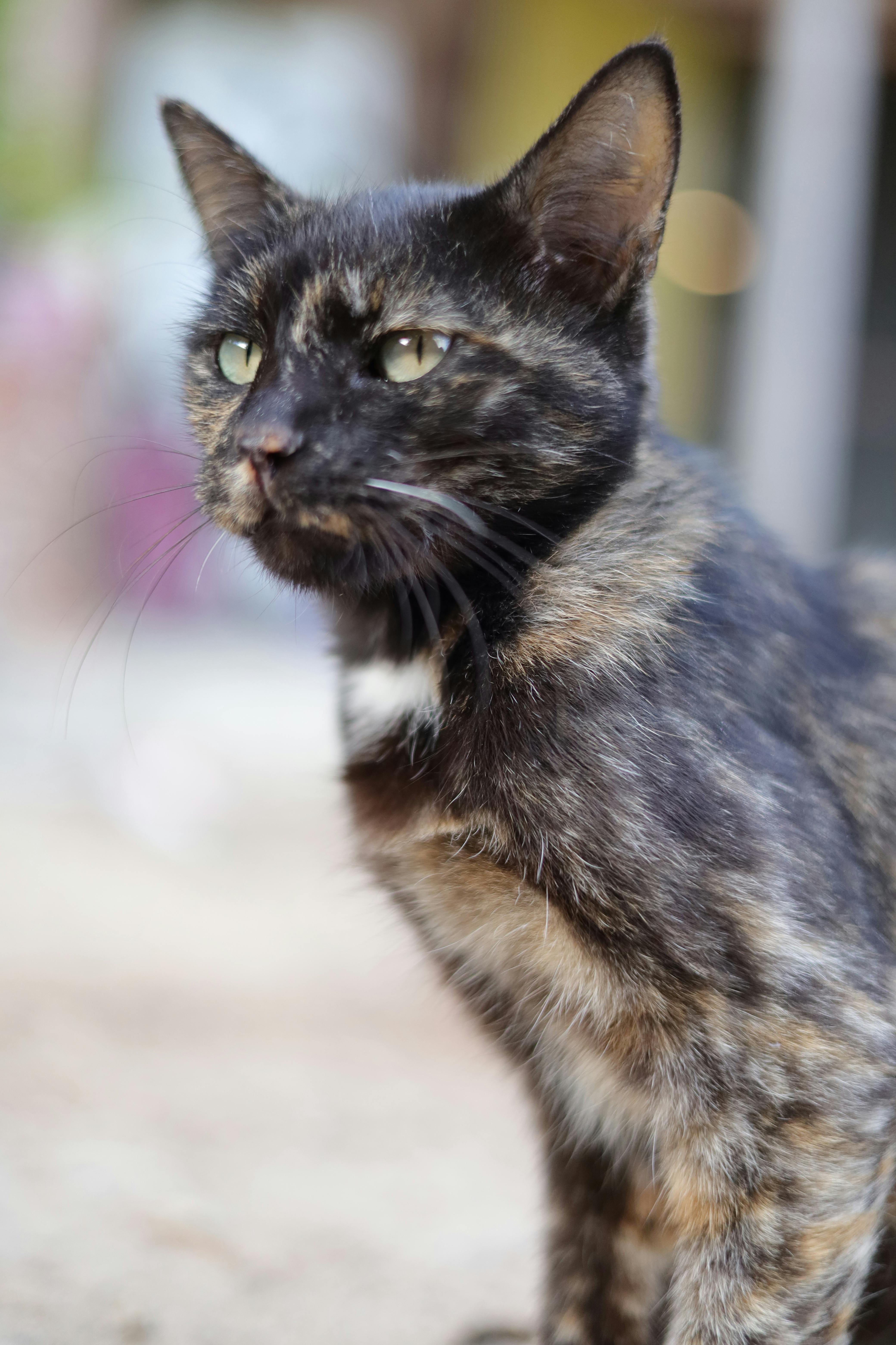 Kitten Jager Photos, Download The BEST Free Kitten Jager Stock Photos ...