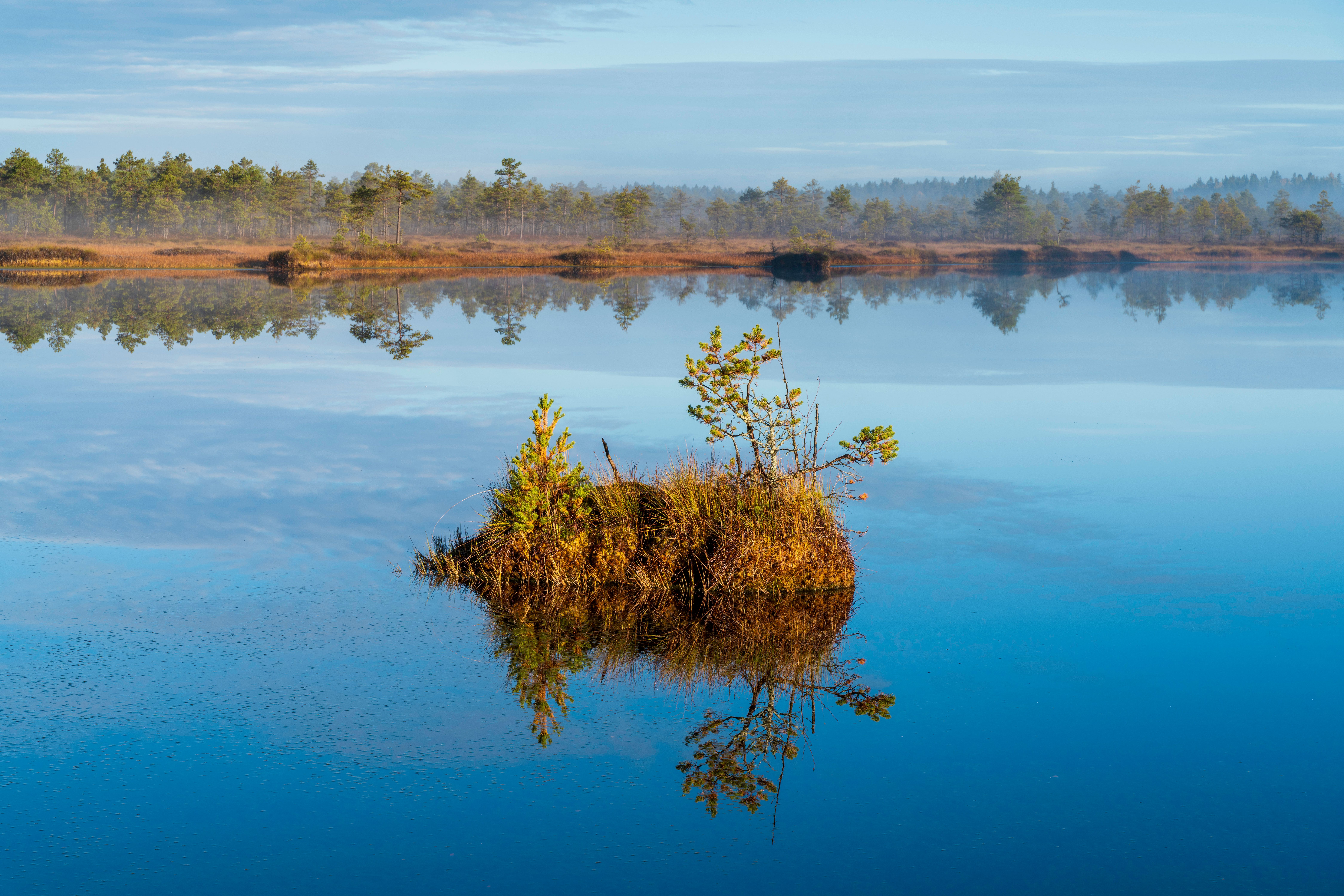 Serene Sunrise Over Tranquil Bog Lake · Free Stock Photo