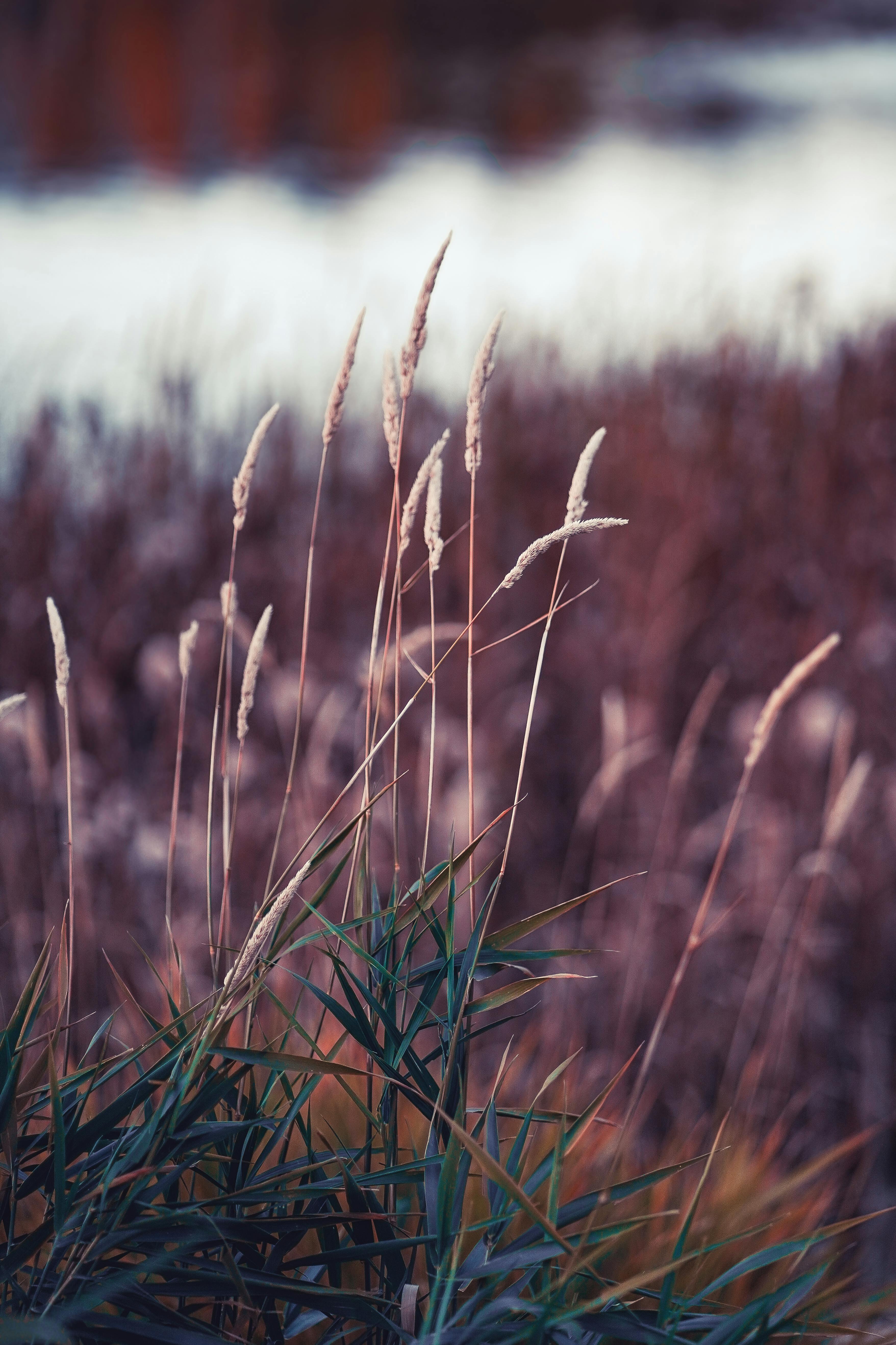 Serene Autumn Reeds by the Pond · Free Stock Photo