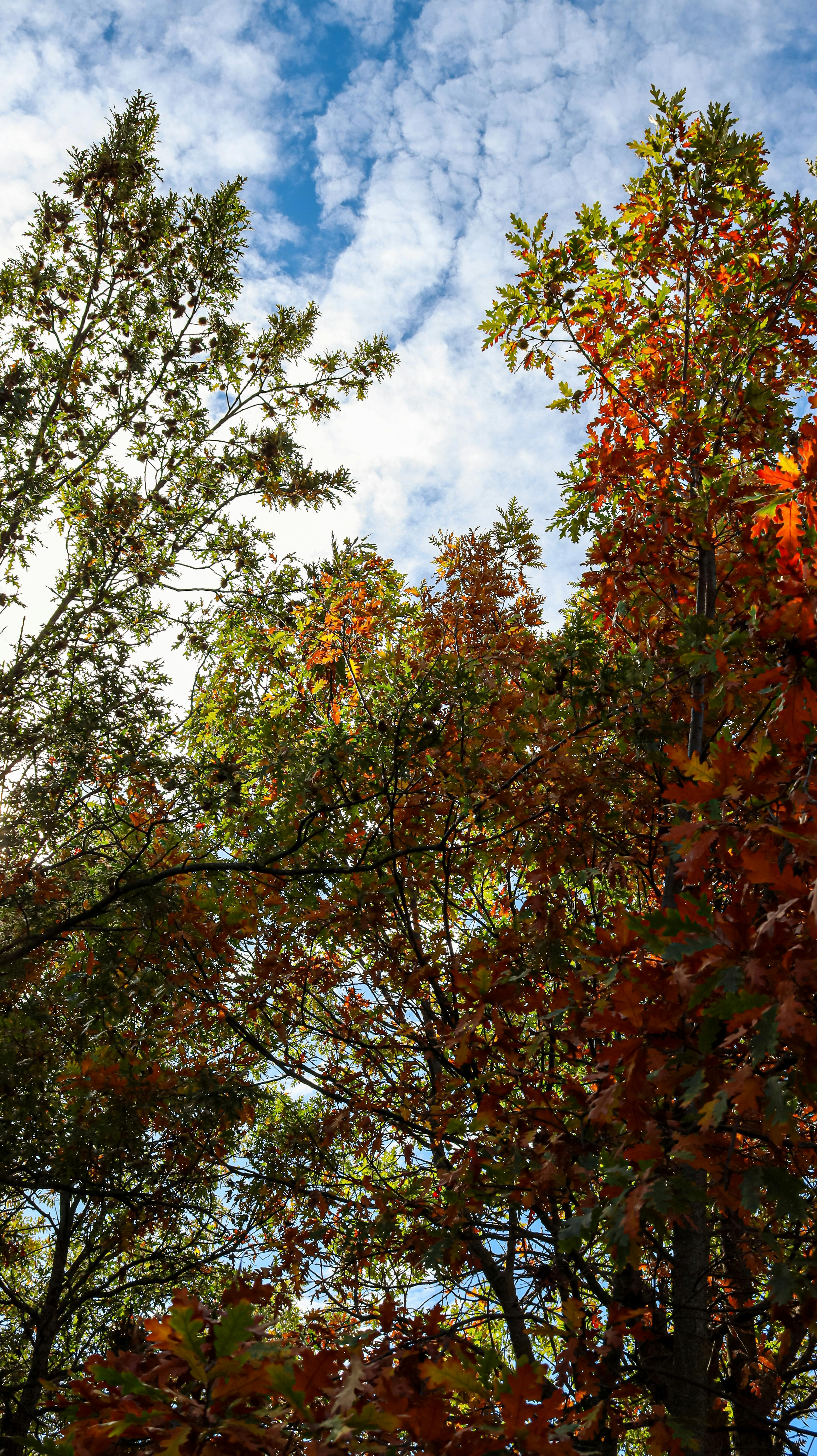 Vibrant Autumn Foliage Against Blue Sky · Free Stock Photo