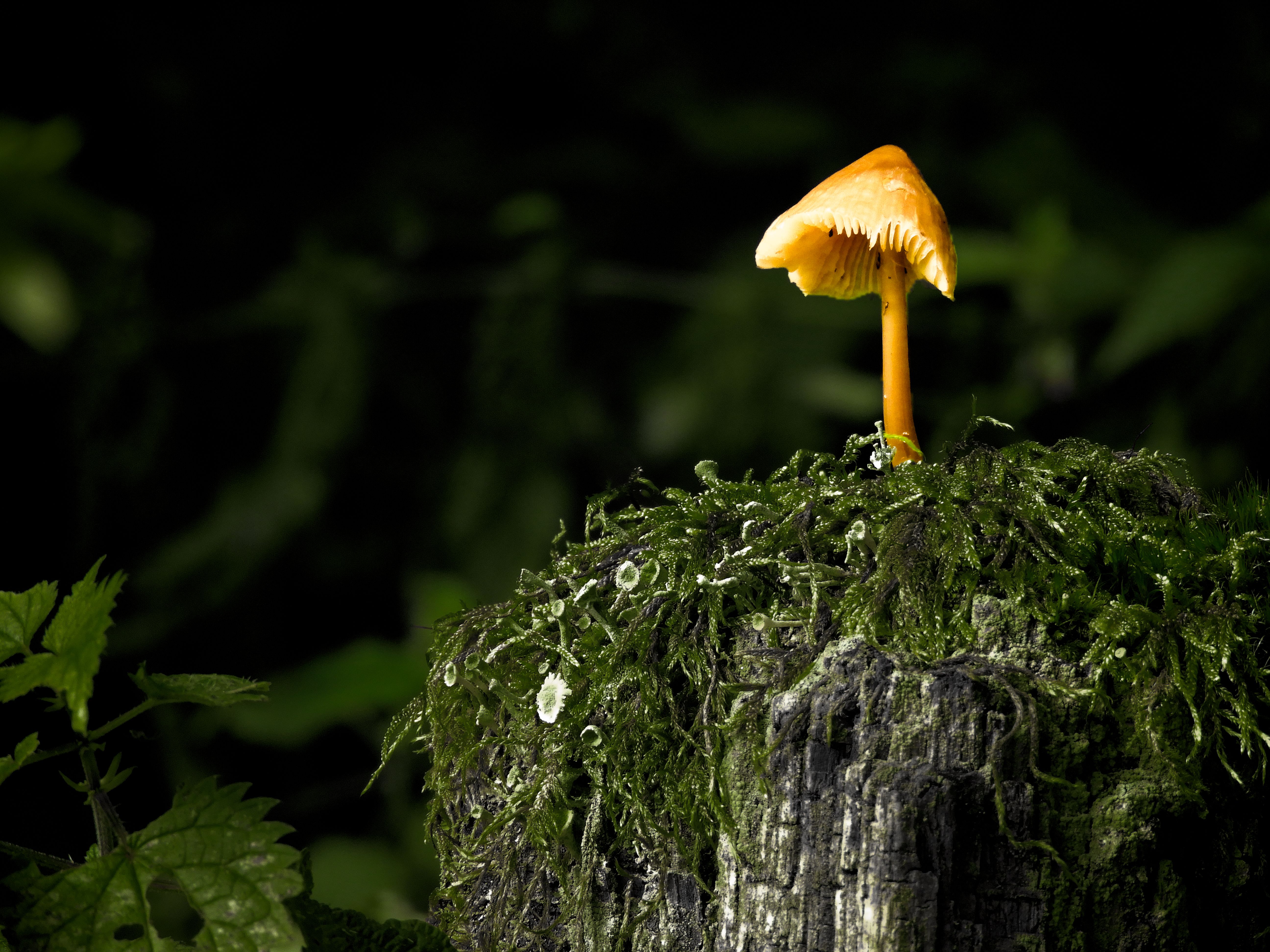 Golden Mushroom on Mossy Tree Stump in Woodland · Free Stock Photo