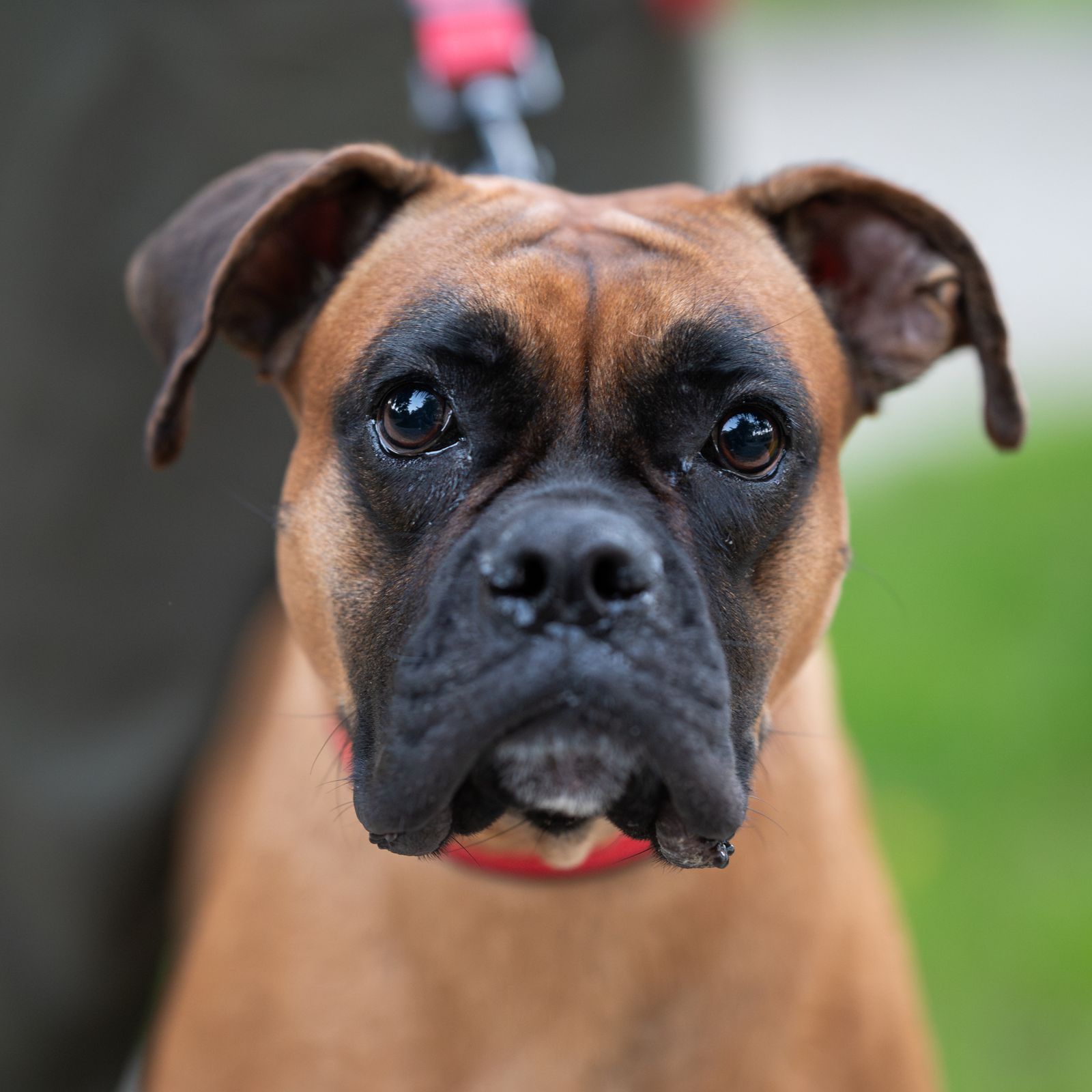 Boxer Dog Photos, Download The BEST Free Boxer Dog Stock Photos & HD Images