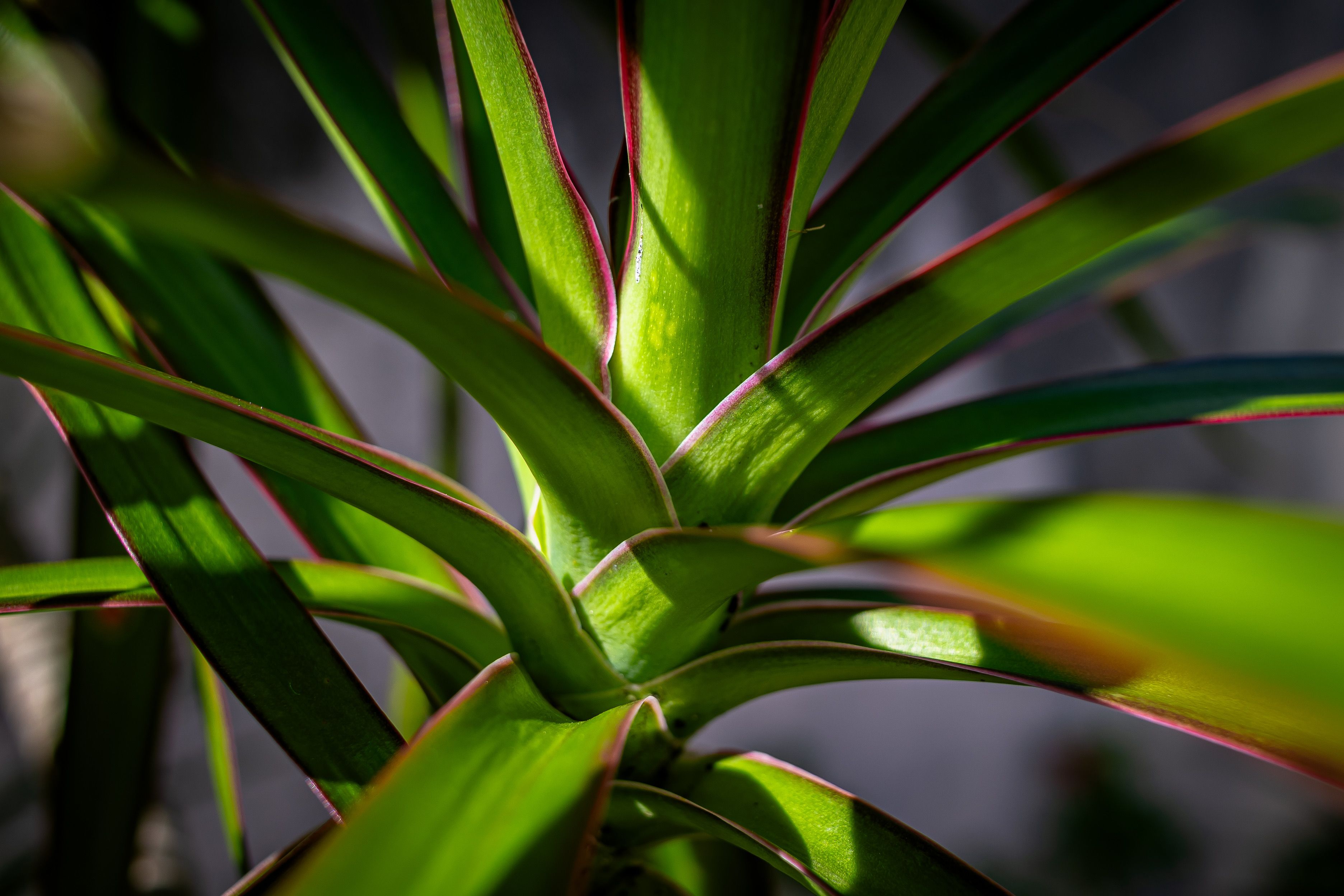 Close-up of Green Tropical Plant with Sunlight · Free Stock Photo