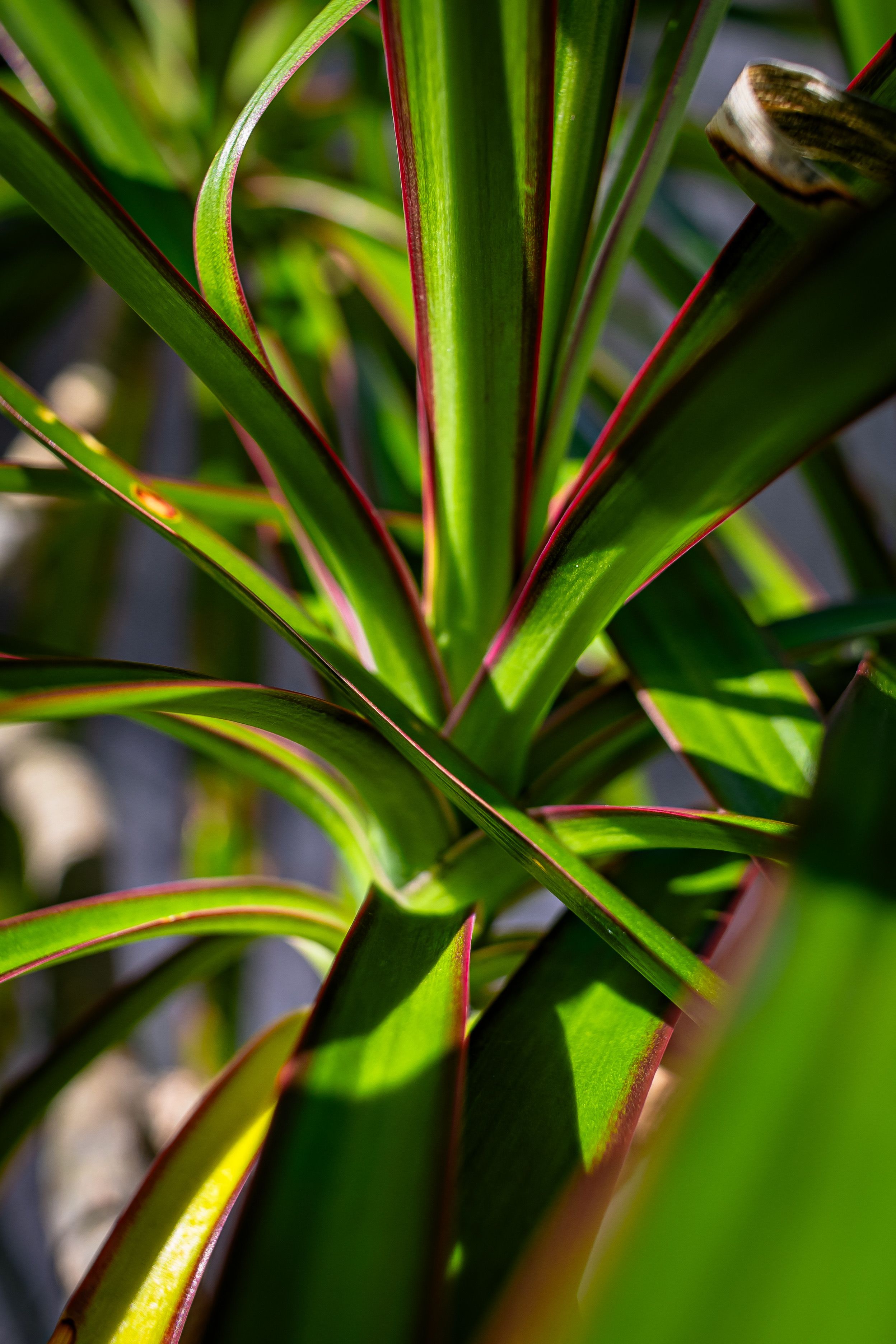 Vibrant Green Tropical Plant Close-Up · Free Stock Photo