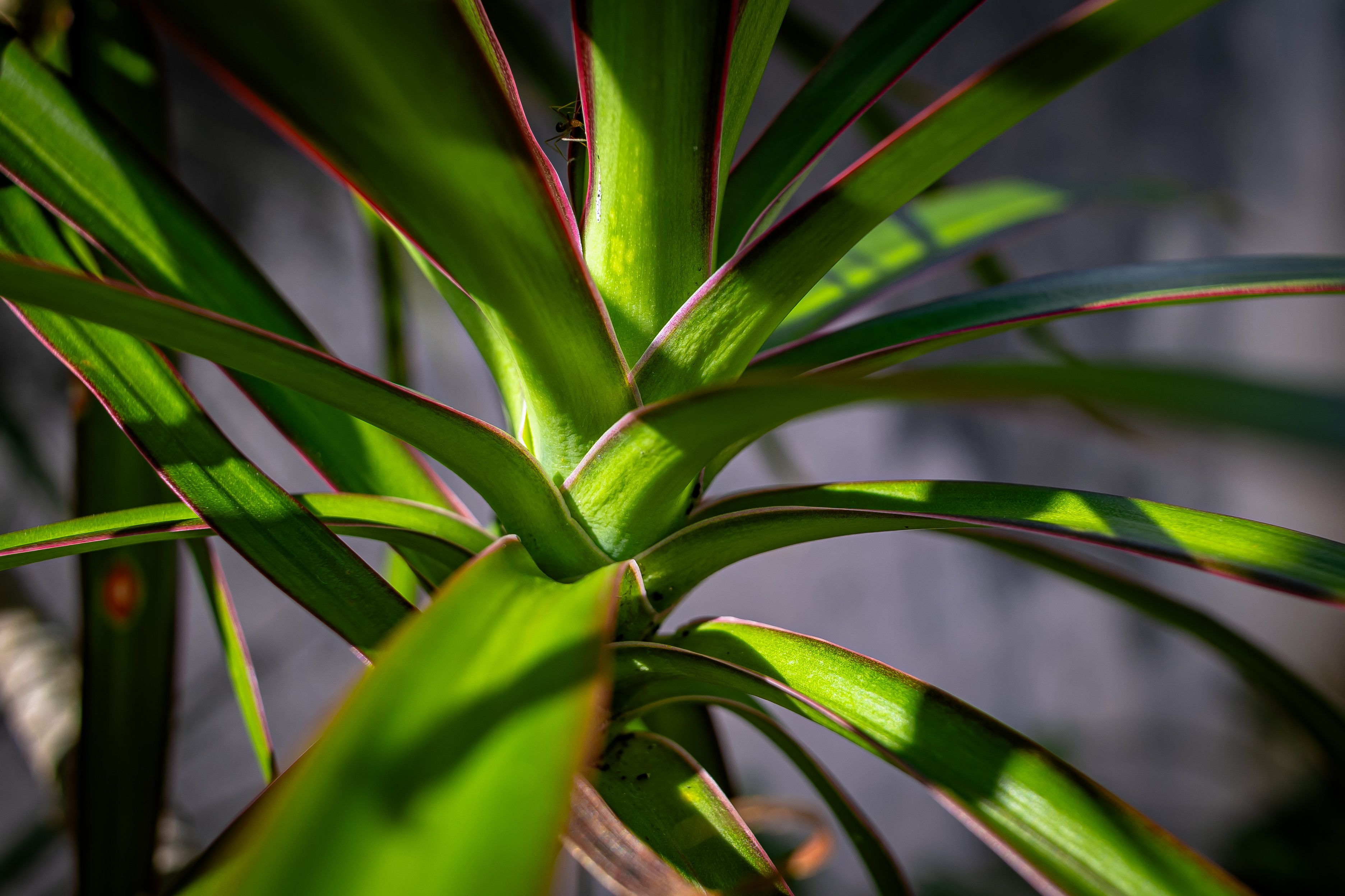 Vibrant Green Tropical Plant Close-Up · Free Stock Photo