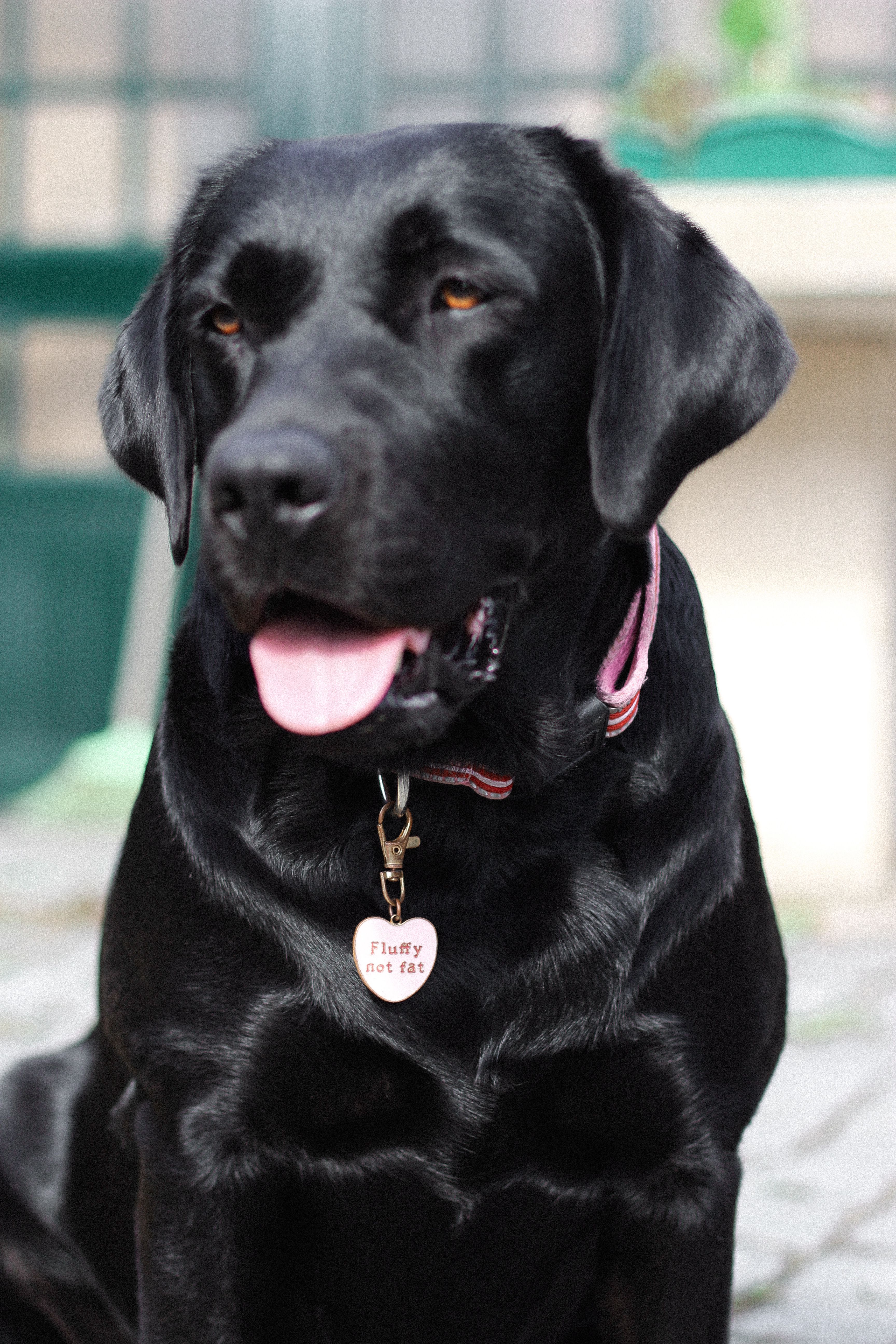 Black Labrador Retriever with Heart-Shaped Tag Outdoors · Free Stock Photo