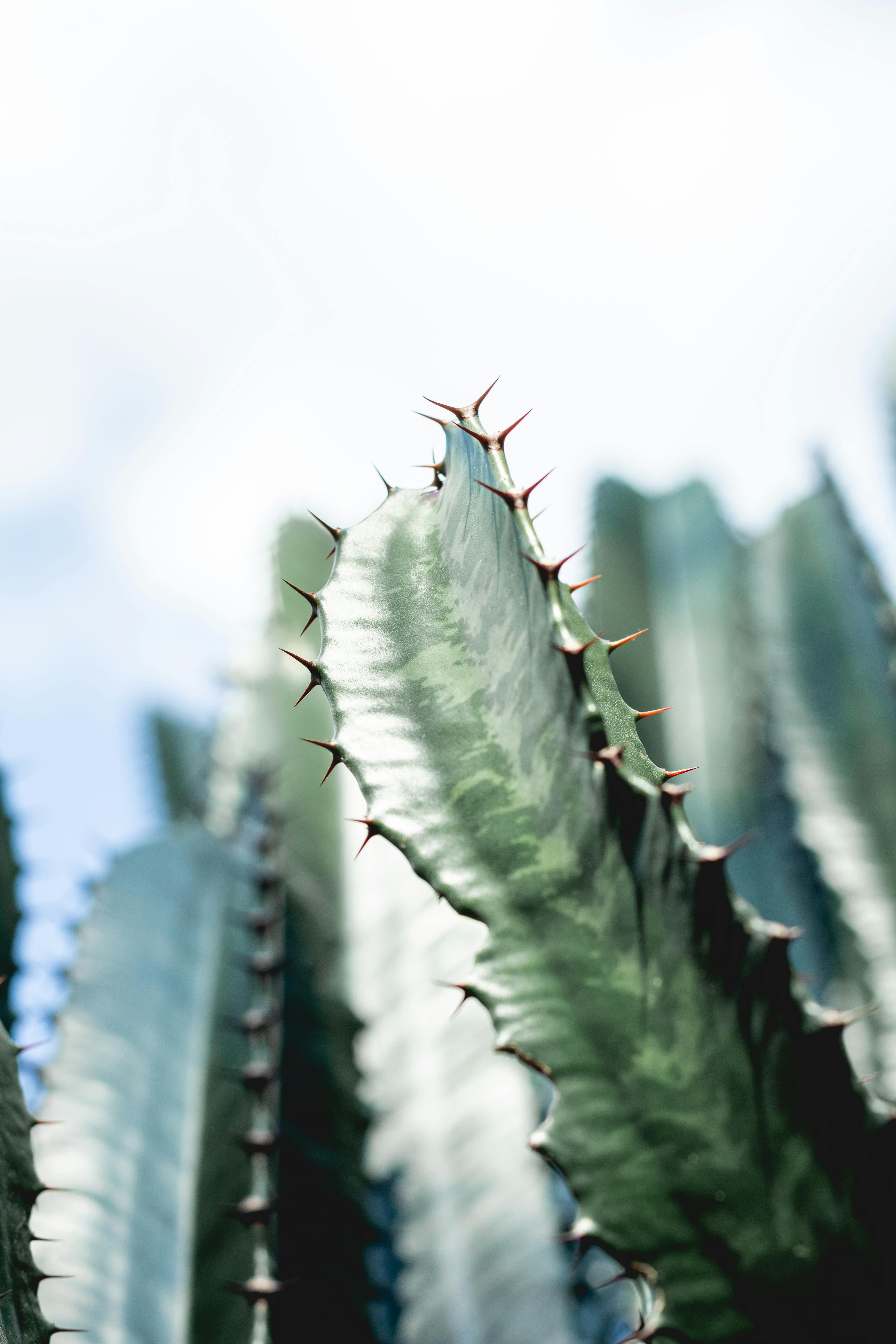 Close-Up of Spiky Cactus Plant in Natural Light · Free Stock Photo