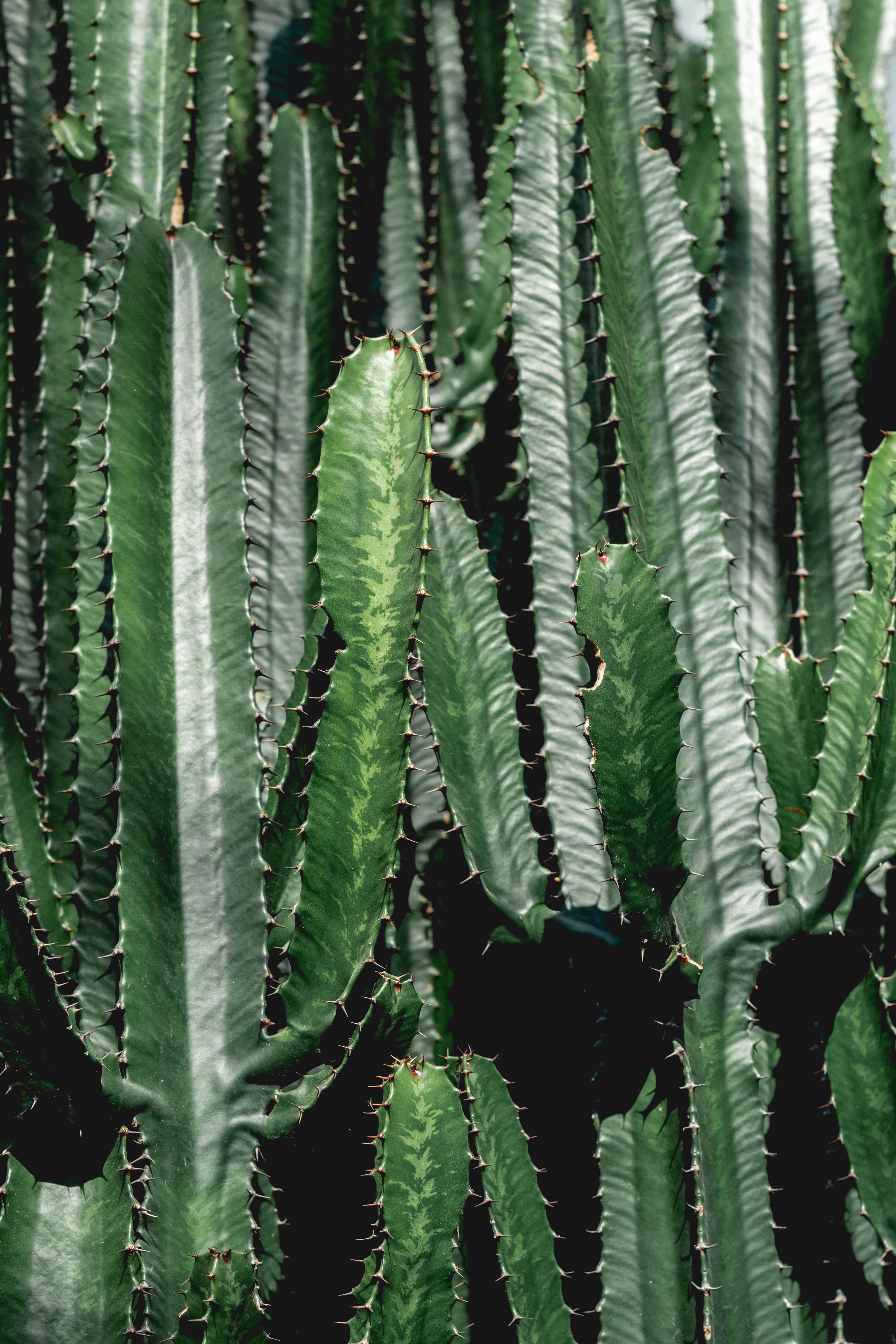 Vivid Plants Photos, Download The BEST Free Vivid Plants Stock Photos ...