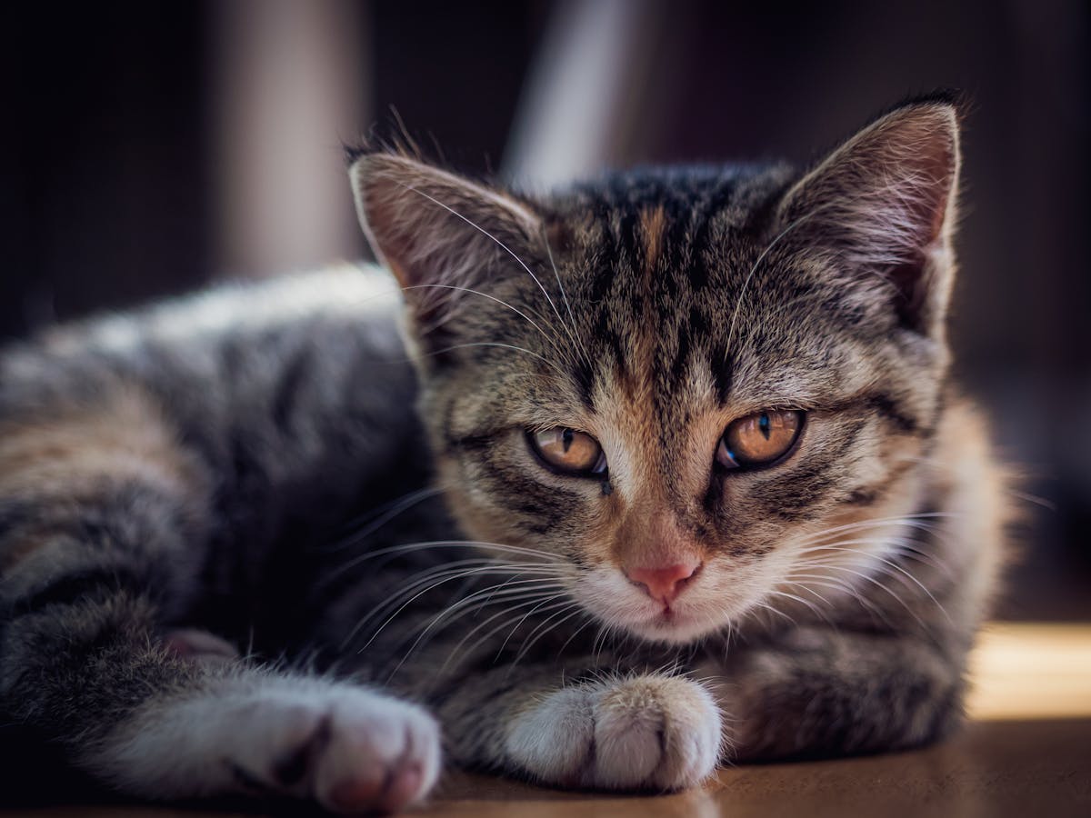 Tabby Cat Photos, Download The BEST Free Tabby Cat Stock Photos & HD Images