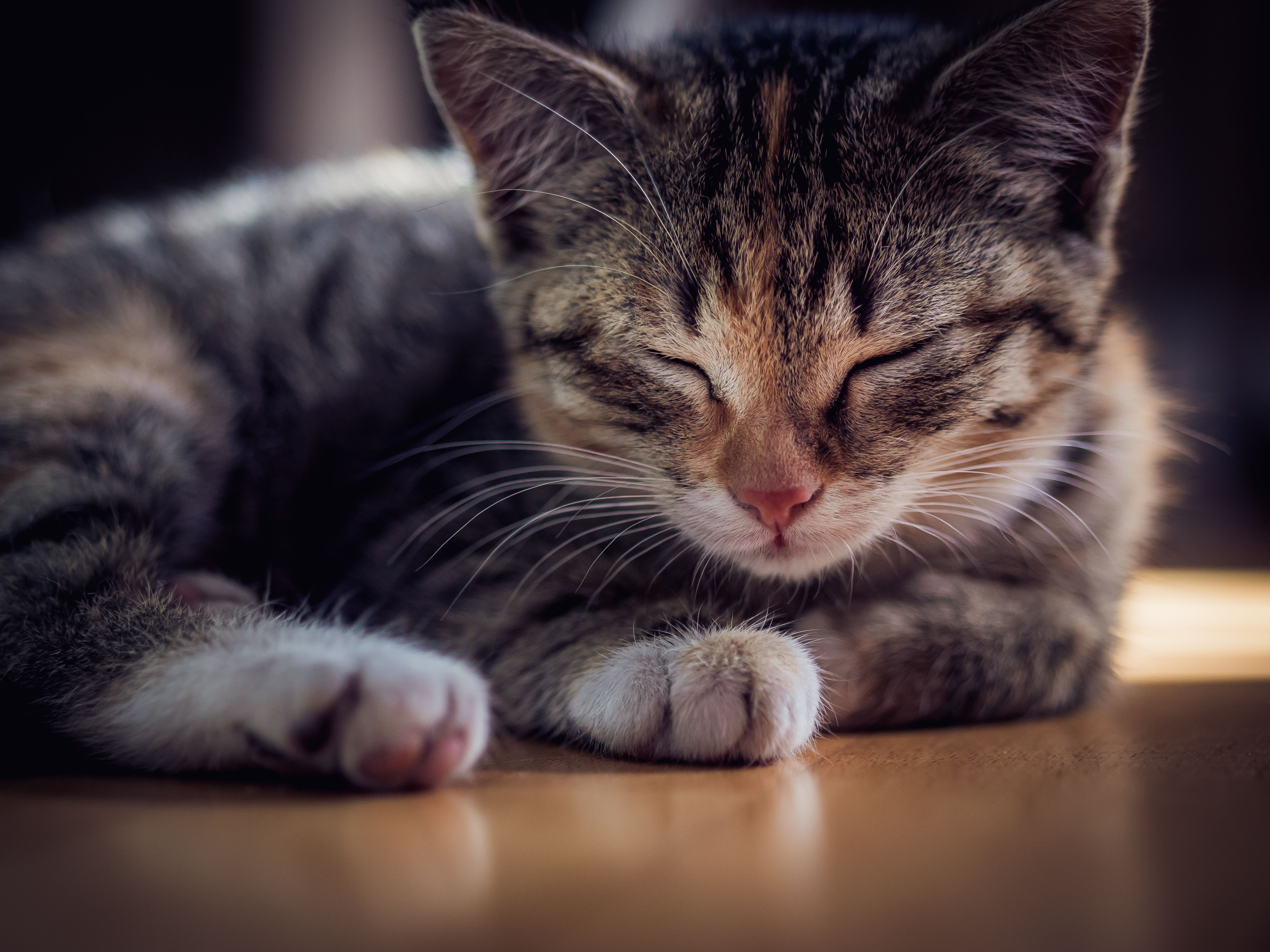 Small Cute Cat Photos, Download The BEST Free Small Cute Cat Stock ...