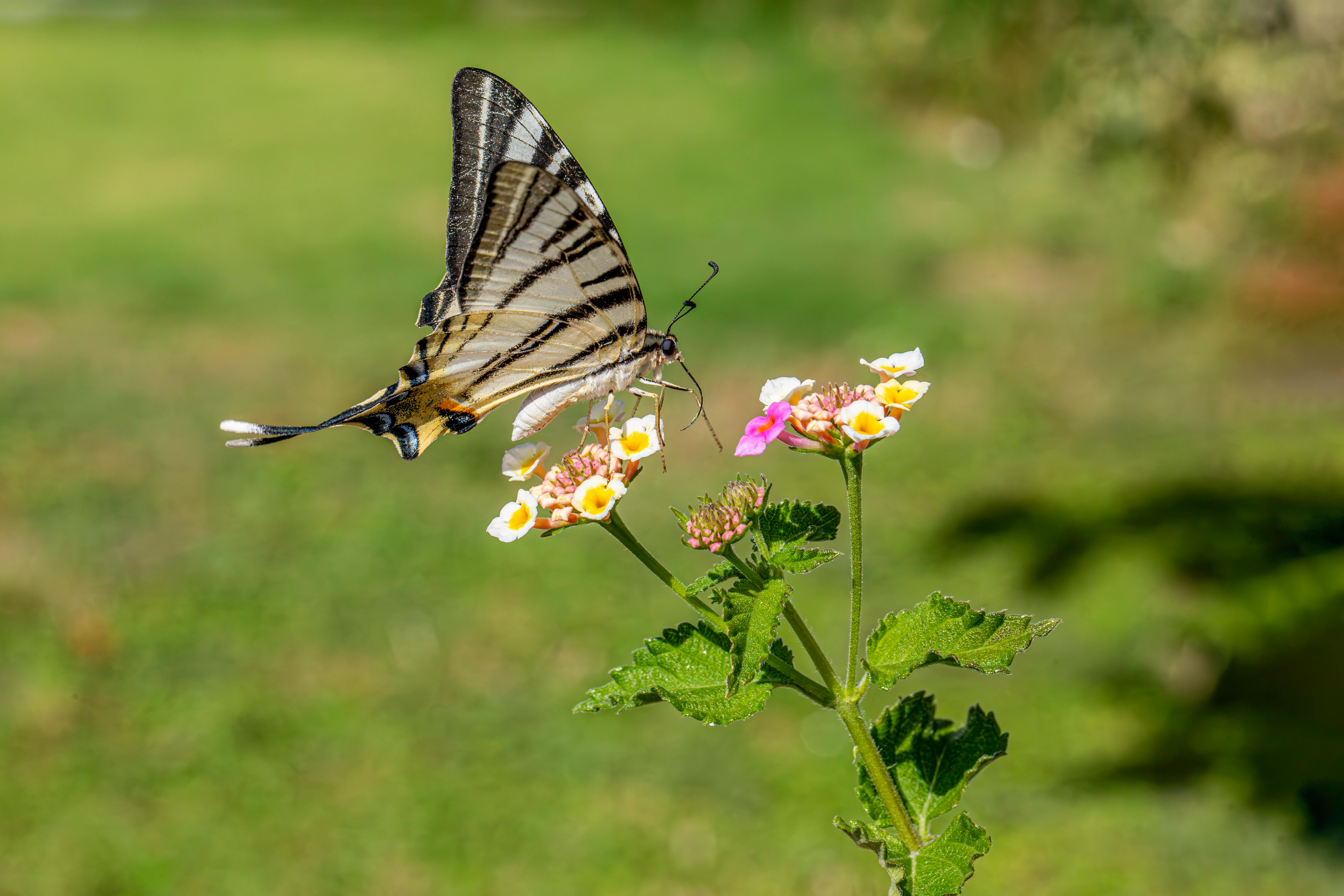 Scarce Swallowtail Butterfly on Flowers in Nature · Free Stock Photo