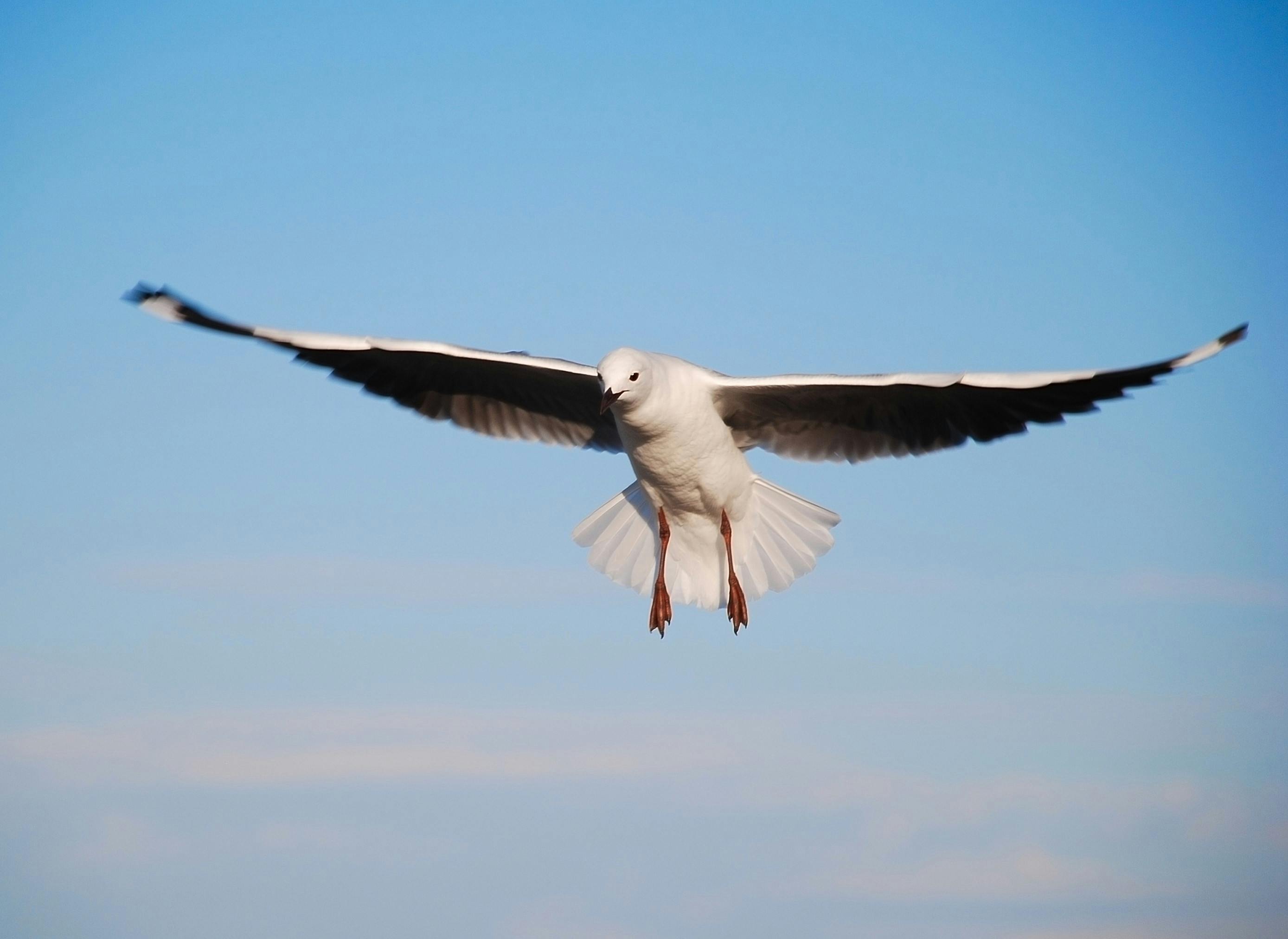 Spirit Of Flight Photos, Download The BEST Free Spirit Of Flight Stock ...