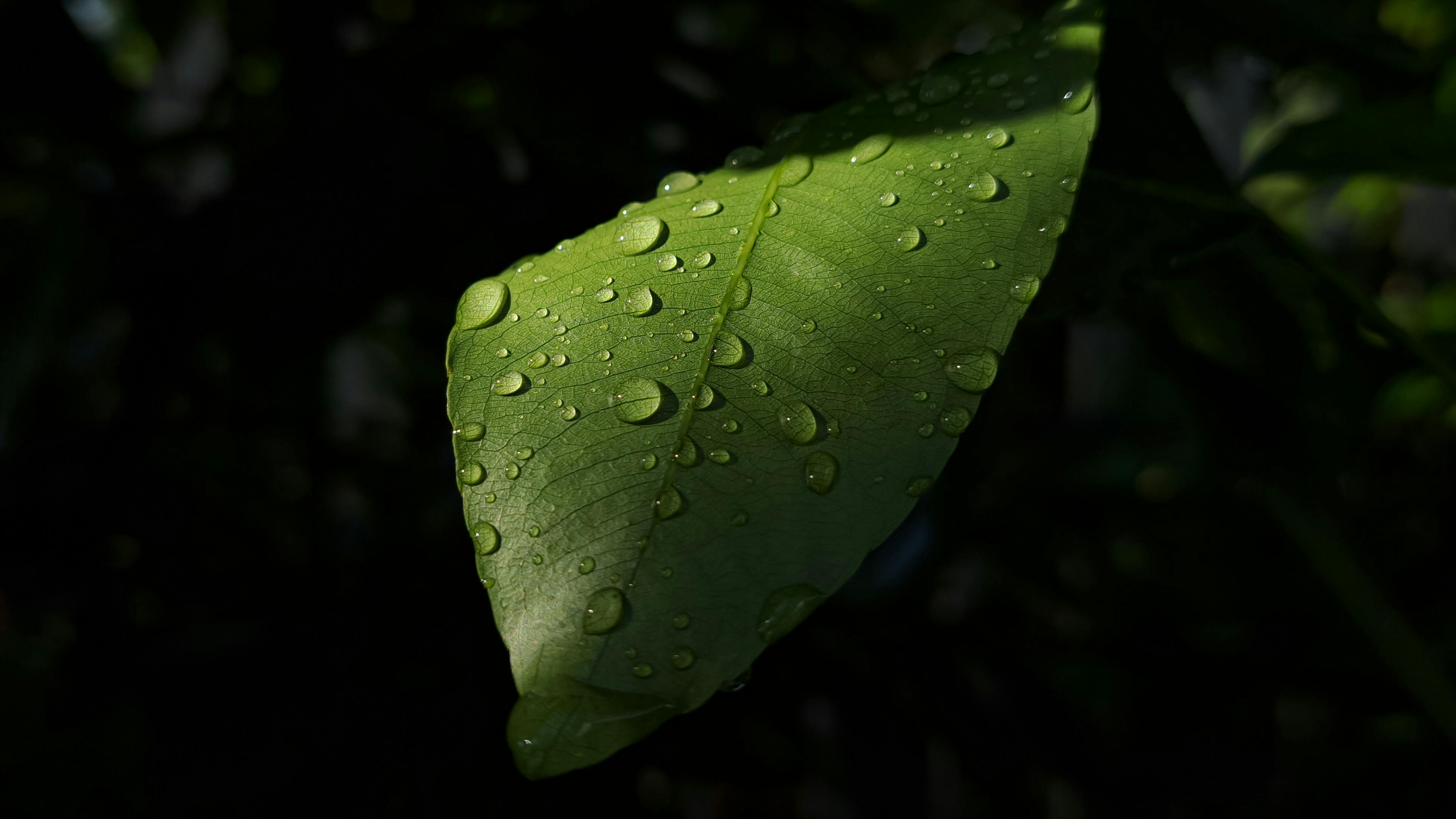 Close-Up of Dew-Drenched Leaf in Sunlight · Free Stock Photo