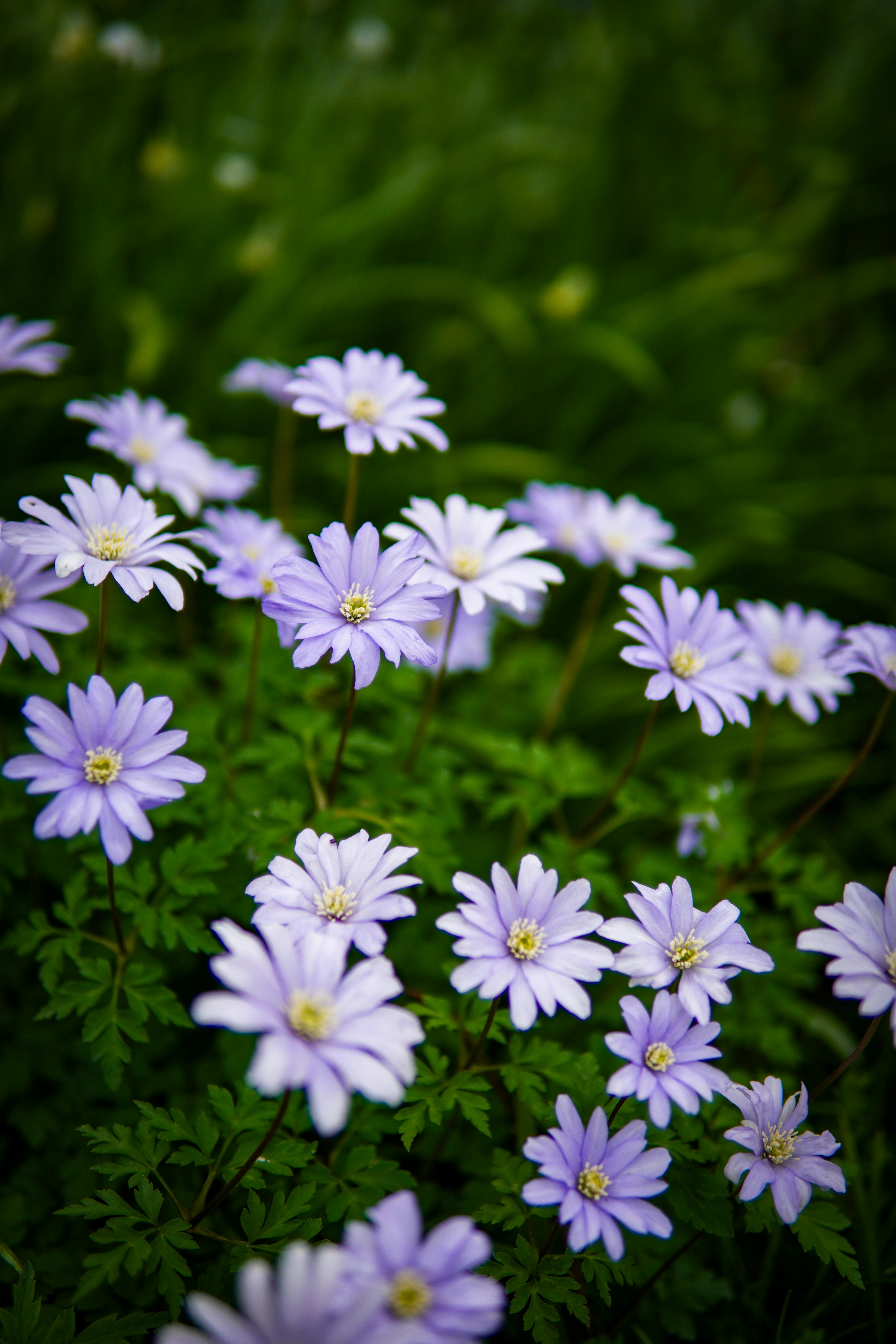 Violet Anemone Blooms in Spring Garden · Free Stock Photo