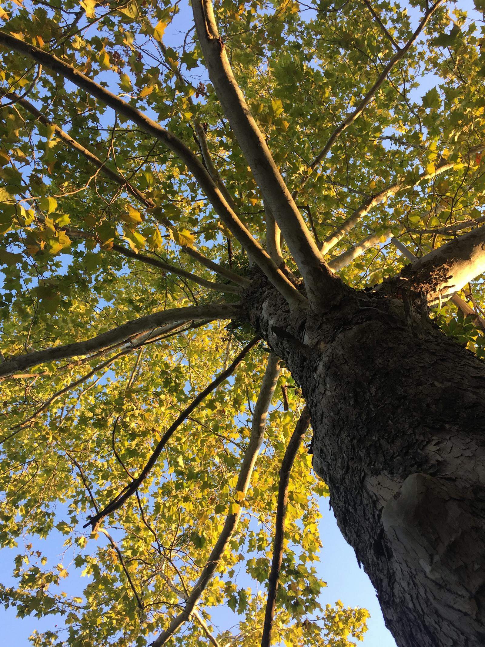 10+ Lebensbaum Bilder und Fotos · Kostenlos Downloaden · Pexels Stock-Fotos