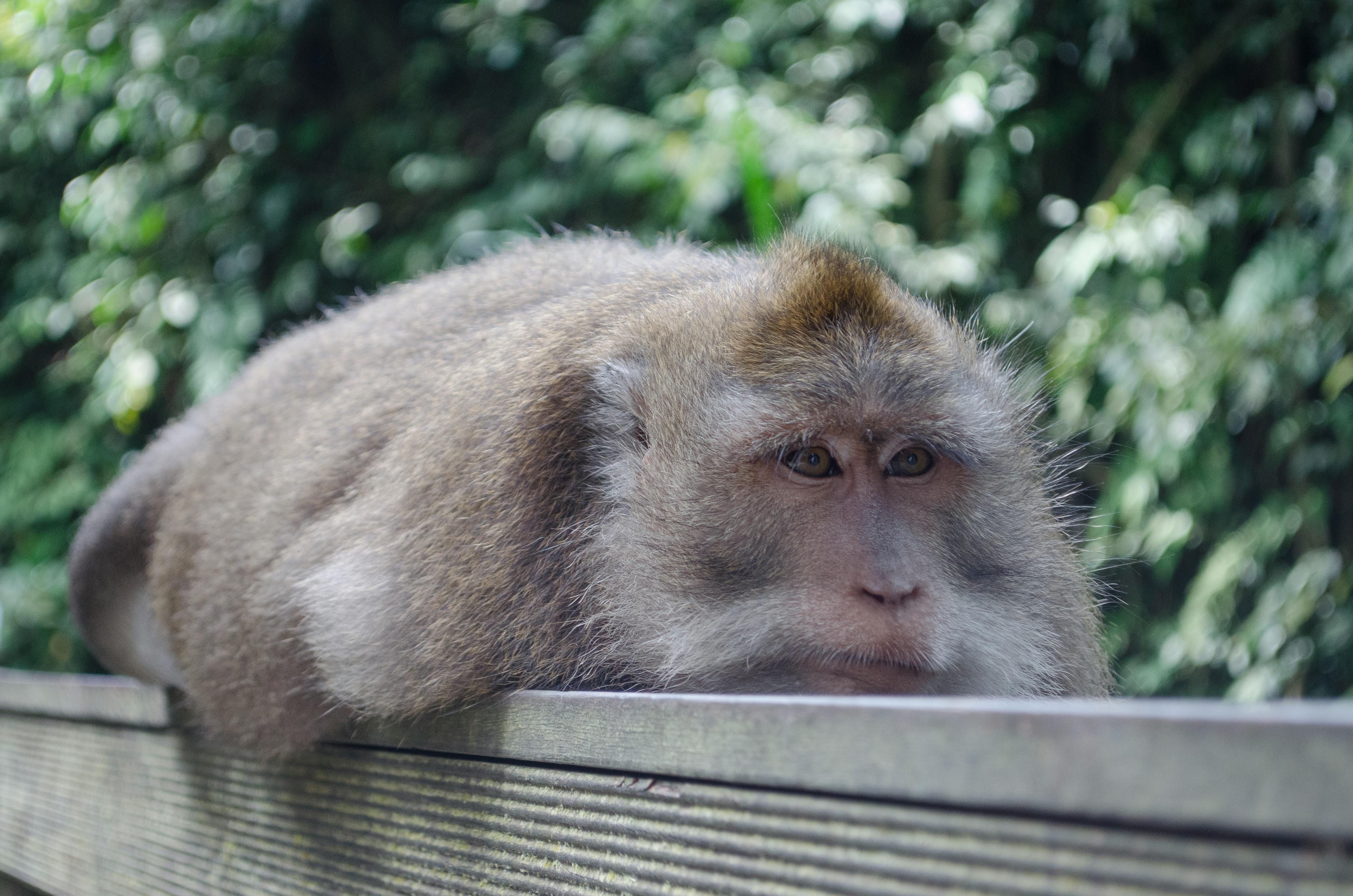 Lazy Monkey Relaxing on a Wooden Rail · Free Stock Photo