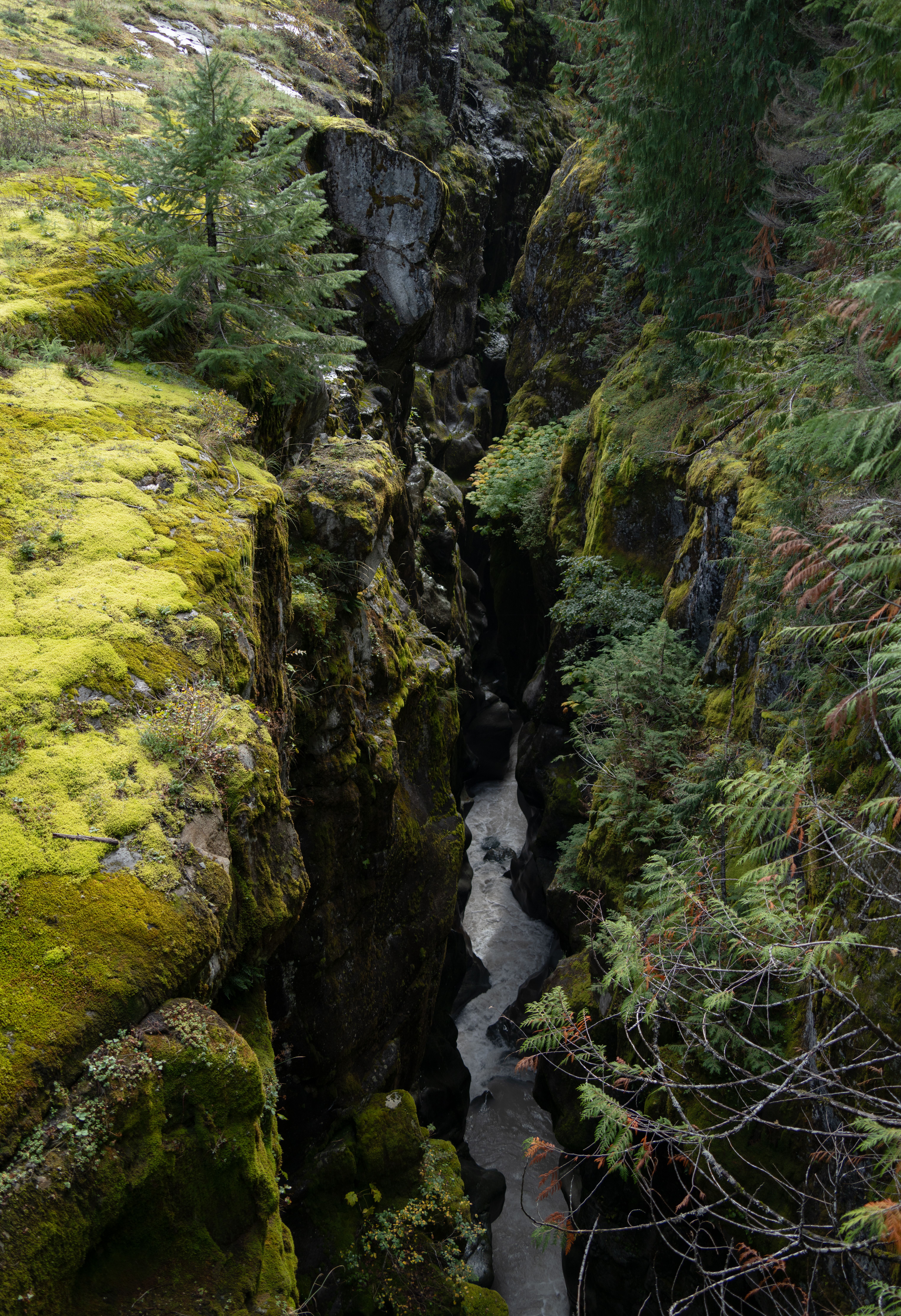 Moss-covered Gorge in Washington State Forest · Free Stock Photo