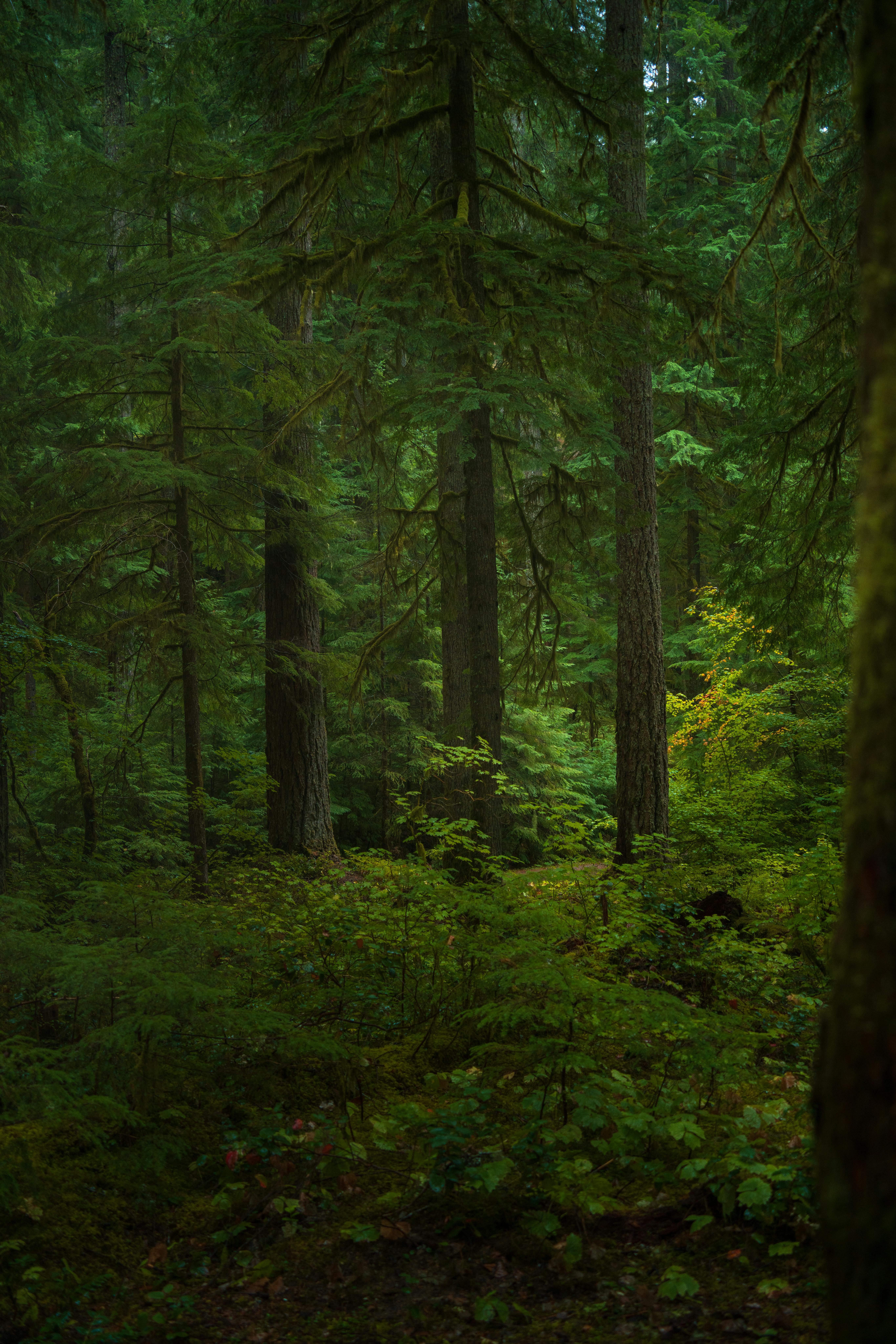 Tranquil Forest Scene in Washington State · Free Stock Photo