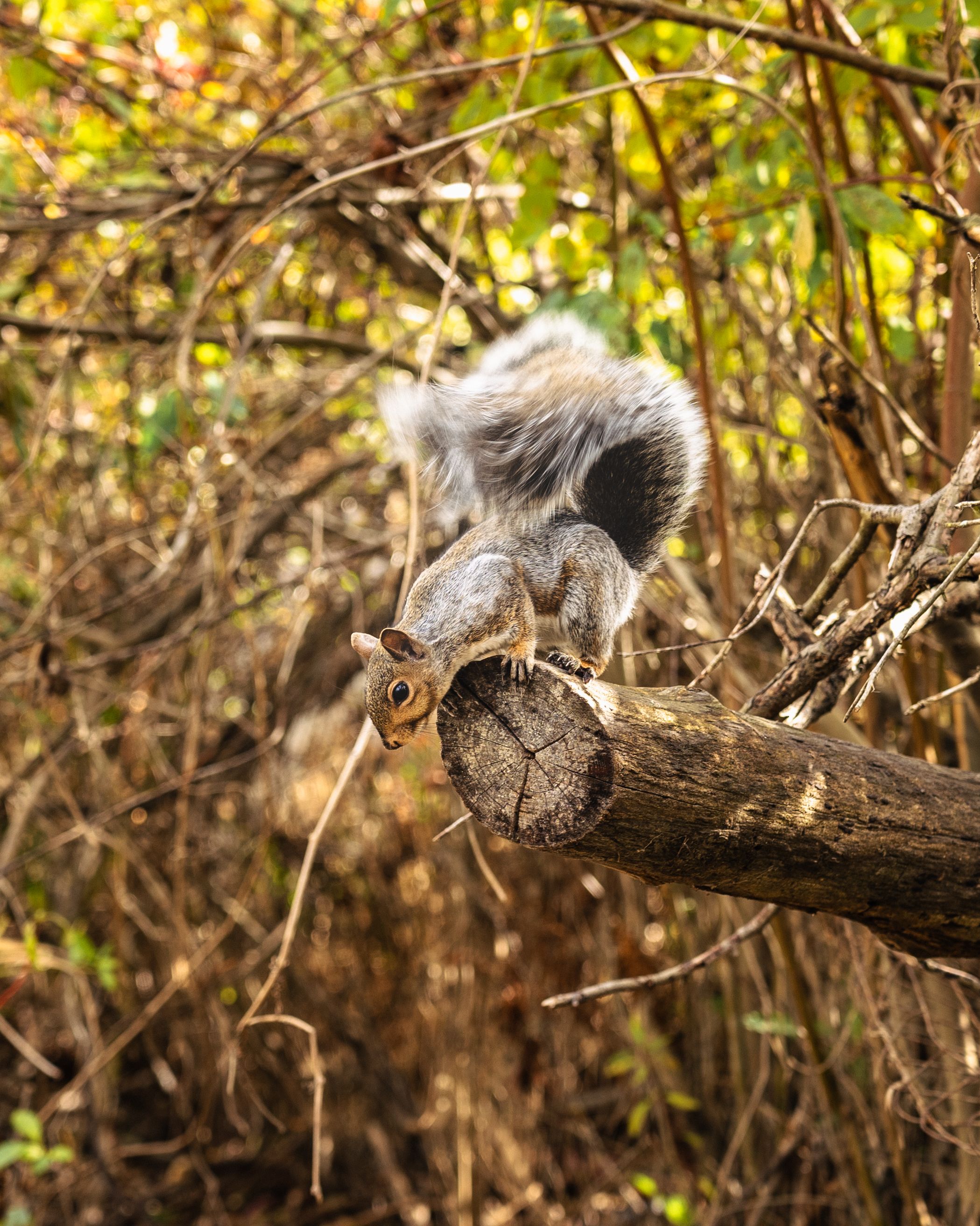 Gray Squirrel on a Tree Branch in Autumn Forest · Free Stock Photo