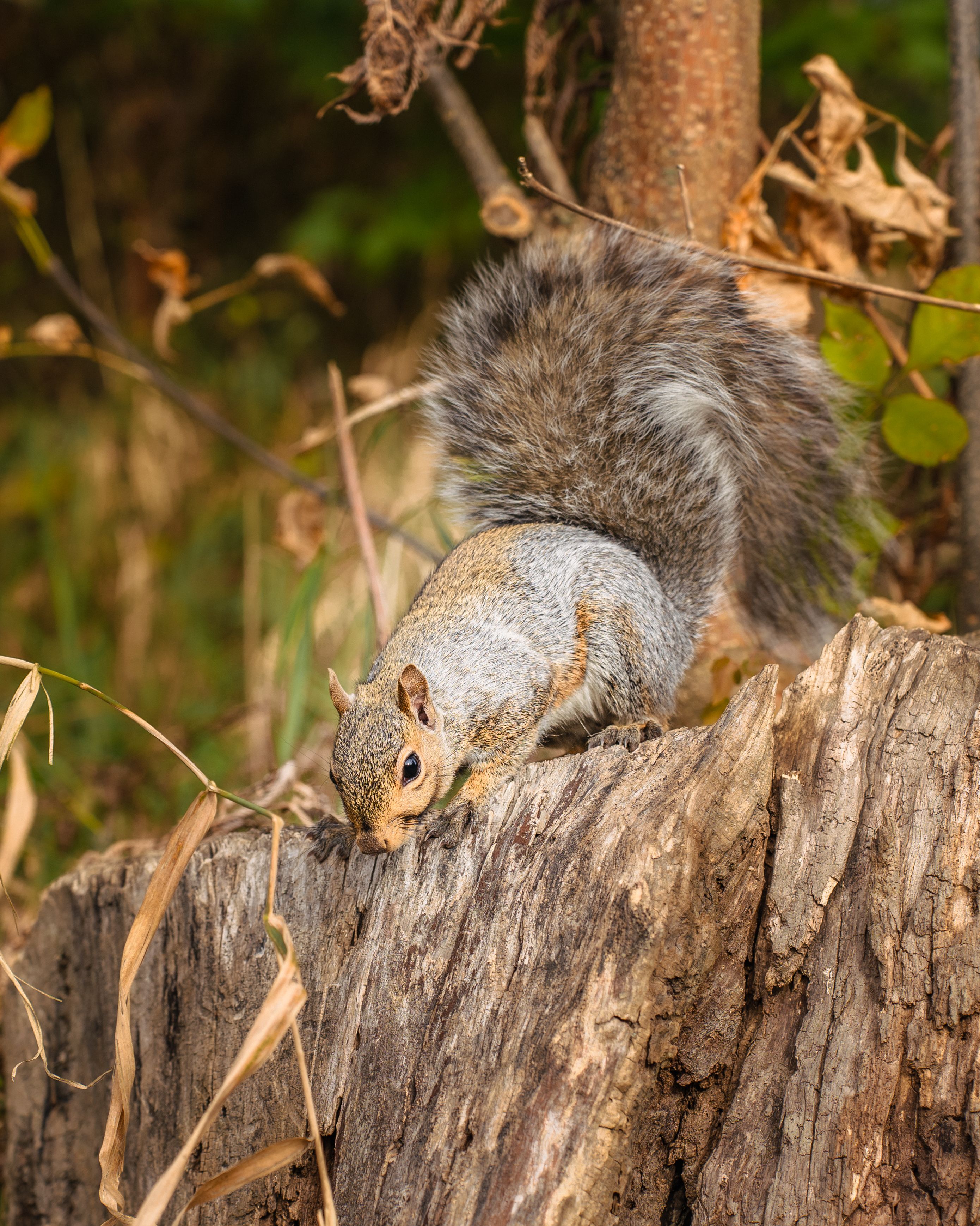 Gray Squirrel on a Tree Stump in Natural Habitat · Free Stock Photo
