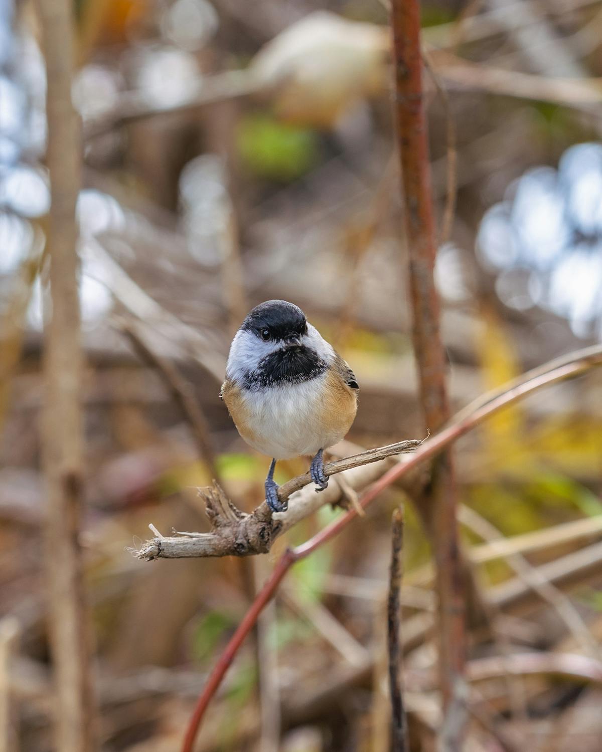 Chickadee Photos, Download The BEST Free Chickadee Stock Photos & HD Images