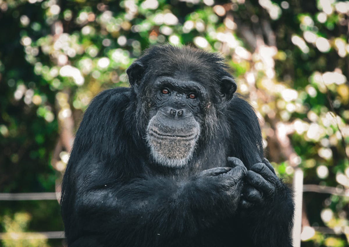 Chimpanzee Photos, Download The BEST Free Chimpanzee Stock Photos & HD ...