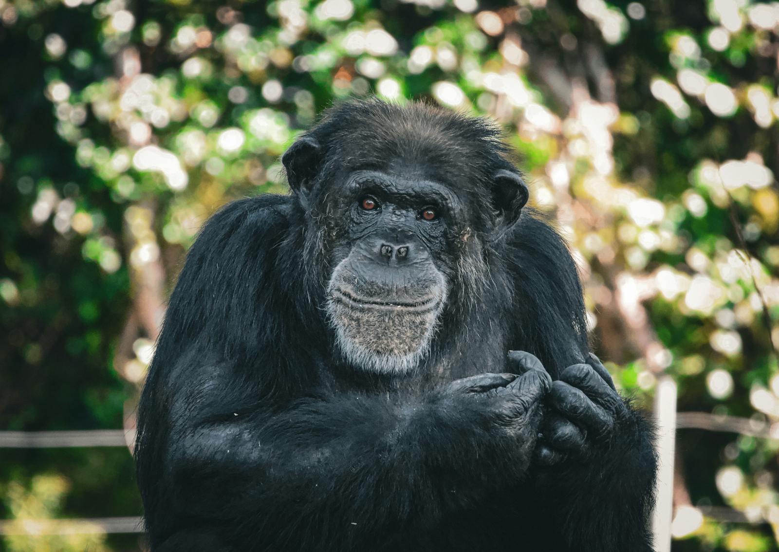 Chimpanzee Photos, Download The BEST Free Chimpanzee Stock Photos & HD ...