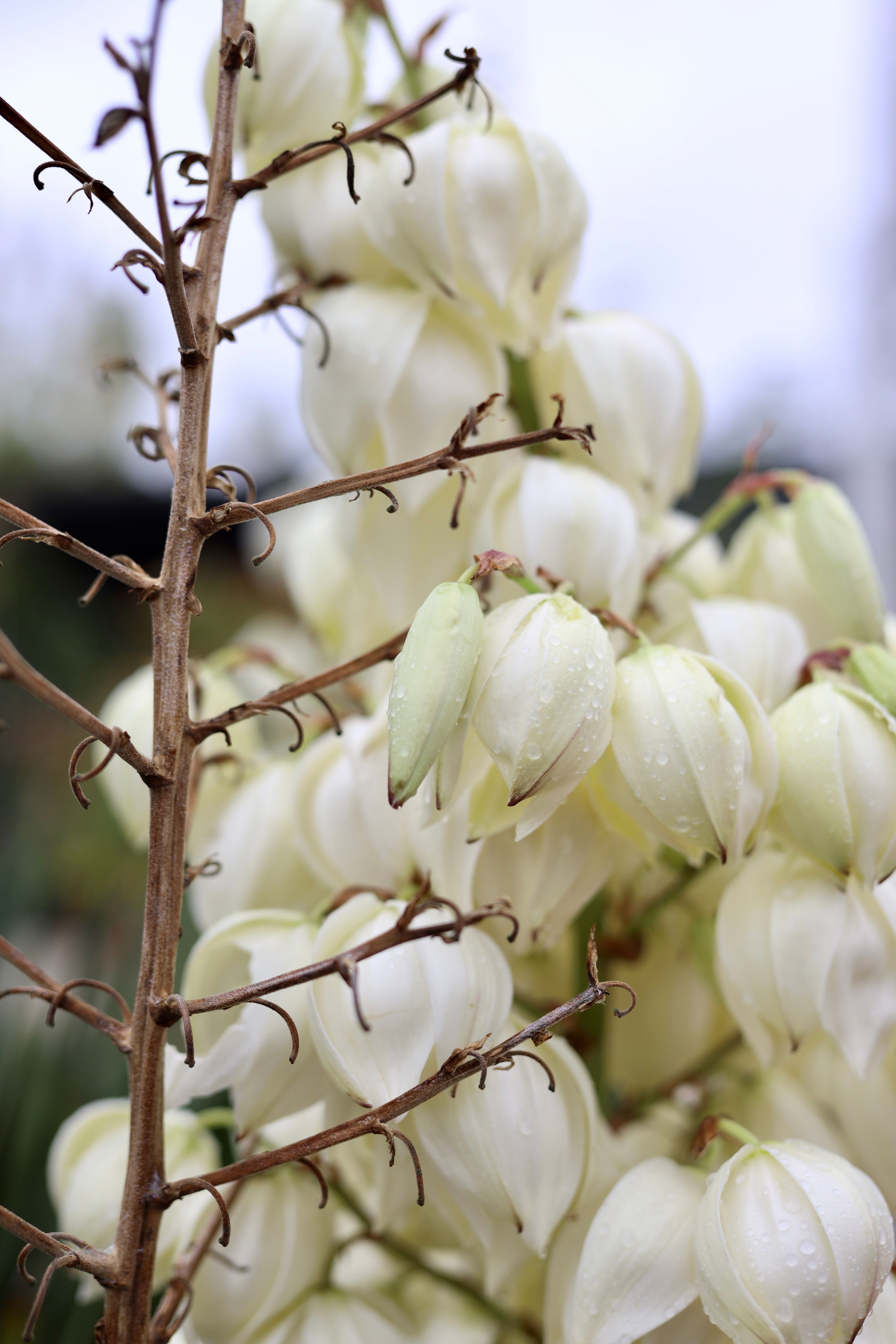 Close-up of White Yucca Flowers with Dewdrops · Free Stock Photo