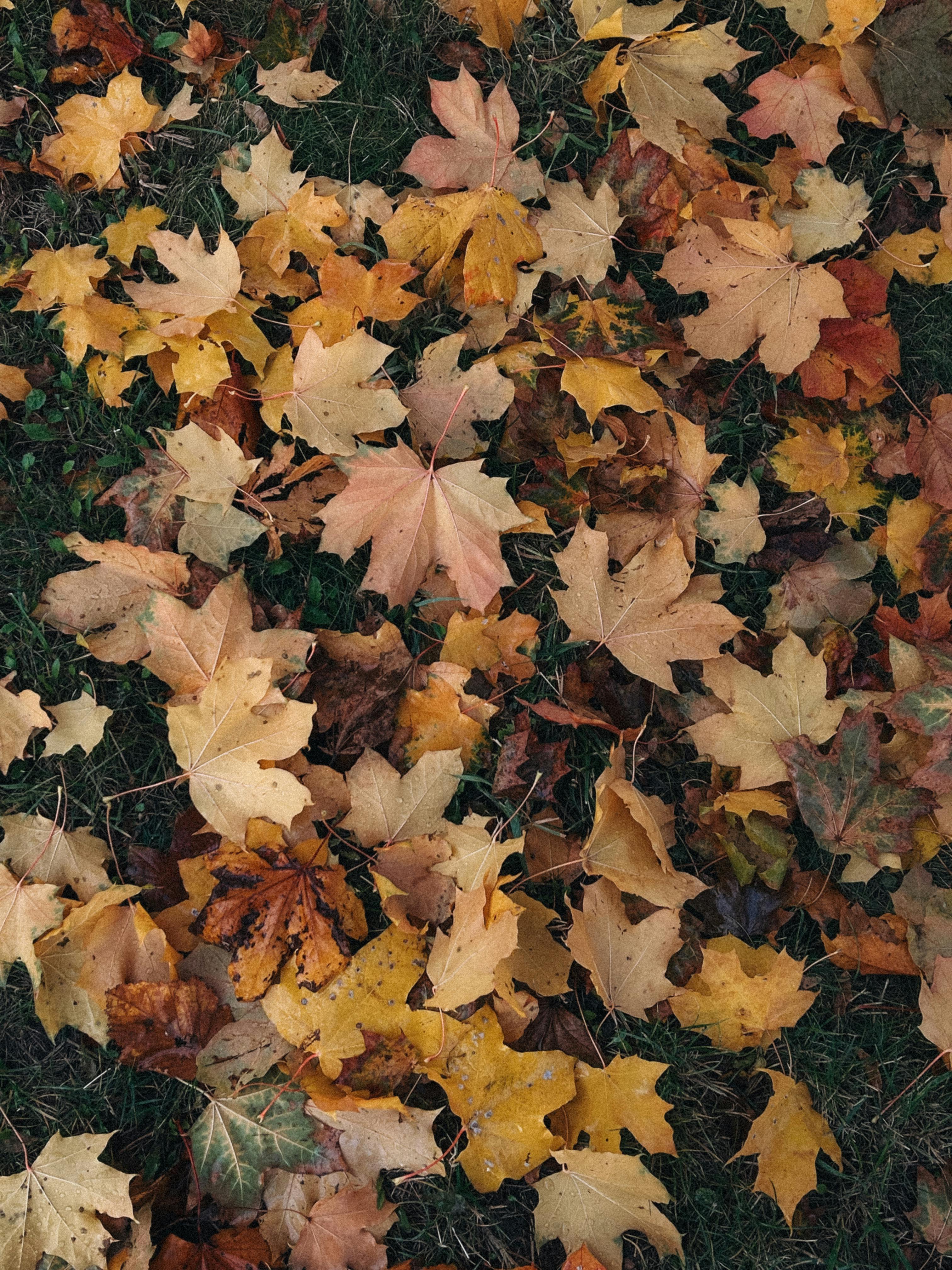 200.000+ beste Imgsrc.ru+park foto's · 100% gratis downloaden · Pexels ...