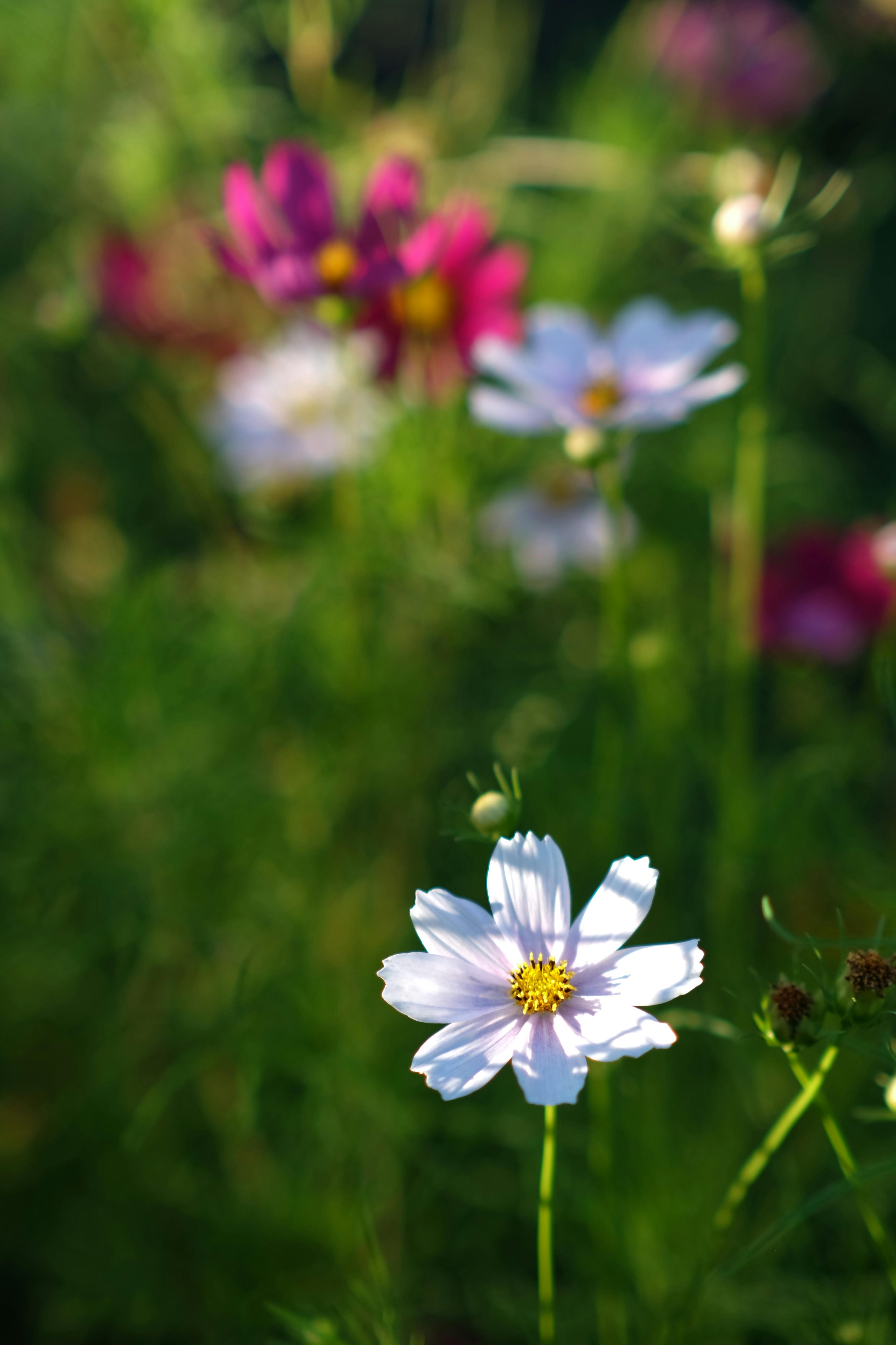 Vibrant Summer Cosmos Flowers in Bloom · Free Stock Photo