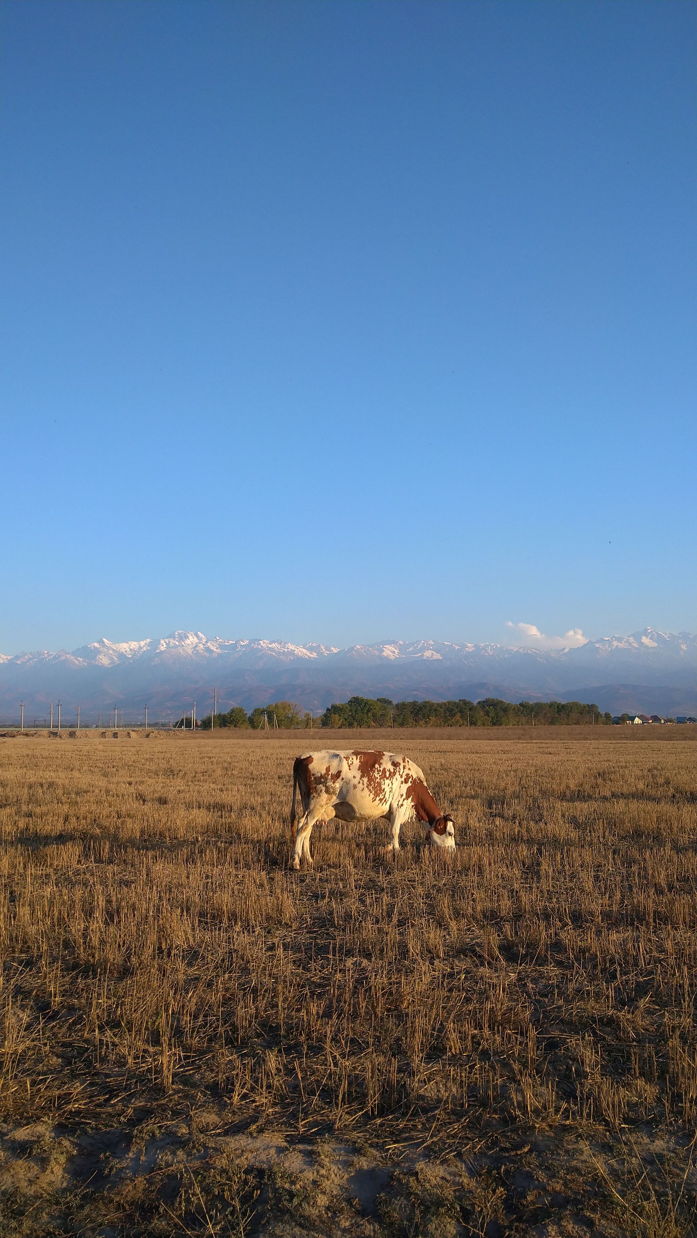 Cow Grazing in Sunny Open Field with Mountain View · Free Stock Photo