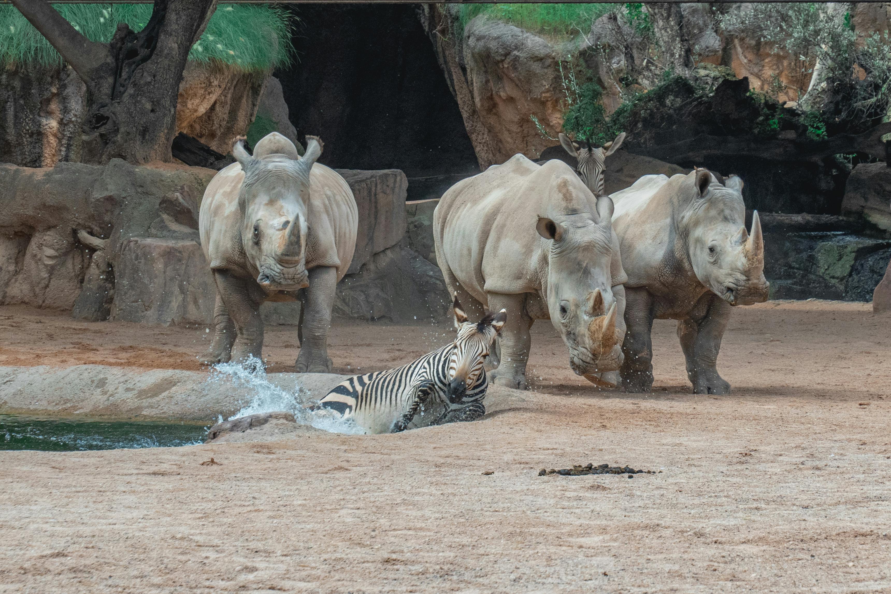 White Rhinos and Zebra at Waterhole in Zoo · Free Stock Photo