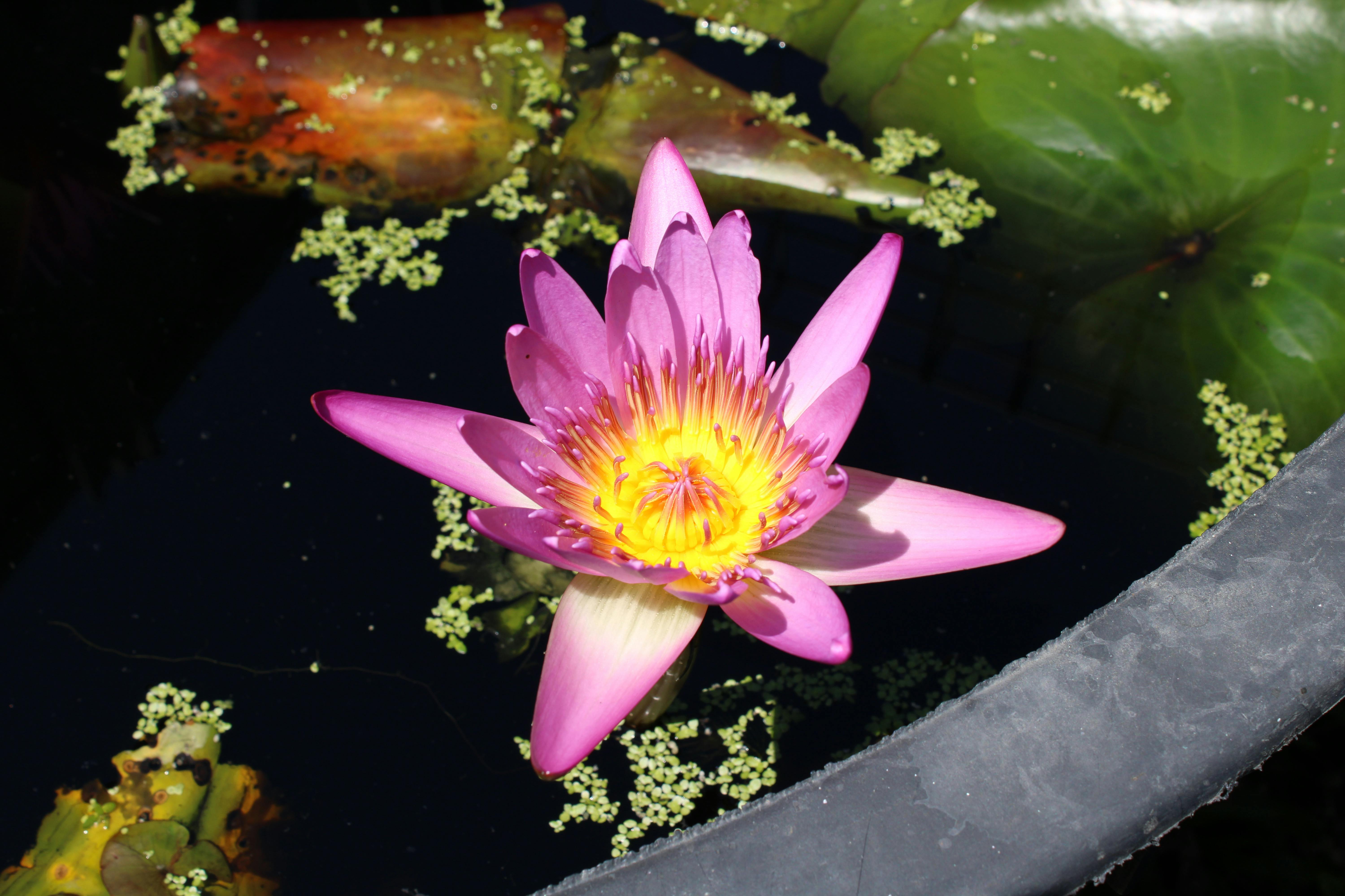 Floating Flower In The Water Photos, Download The BEST Free Floating ...