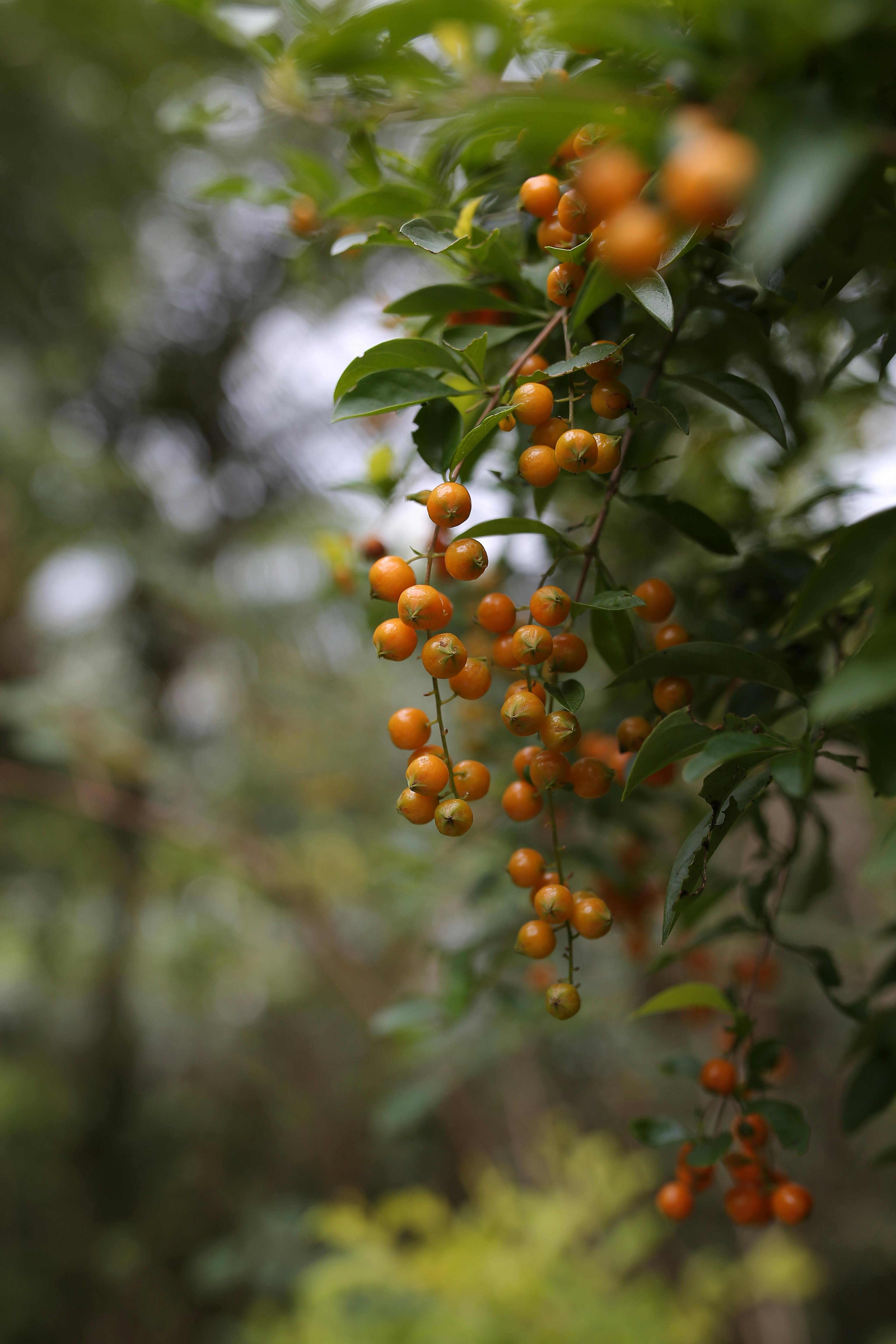Close-up of Vibrant Orange Berries in Nature · Free Stock Photo