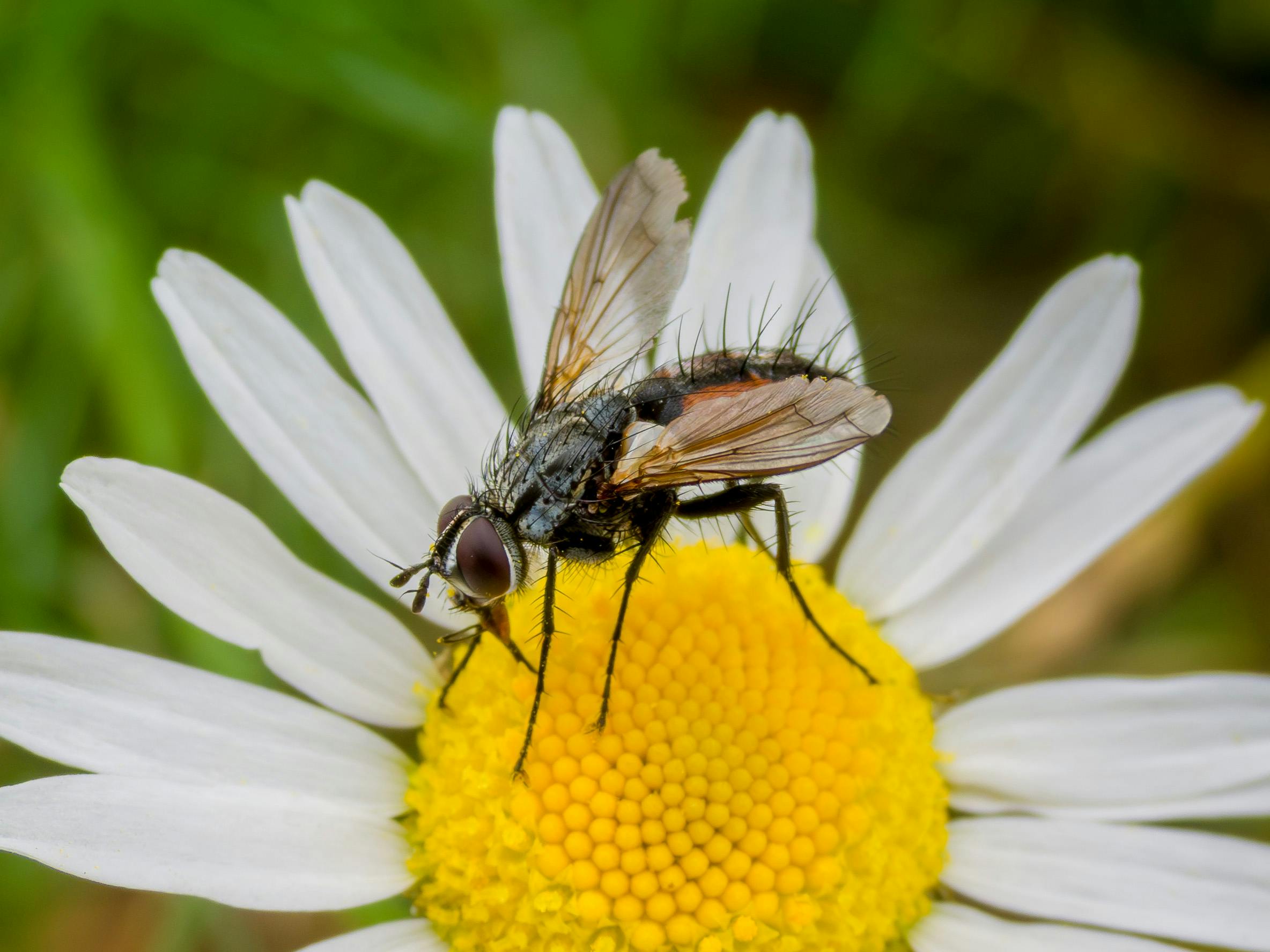 Close-up of Fly on Daisy Flower · Free Stock Photo