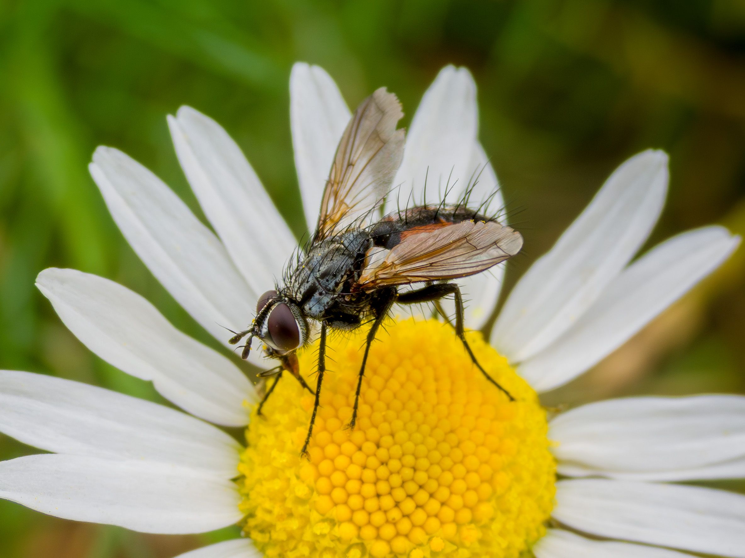 Close-up of Fly on Daisy Flower · Free Stock Photo