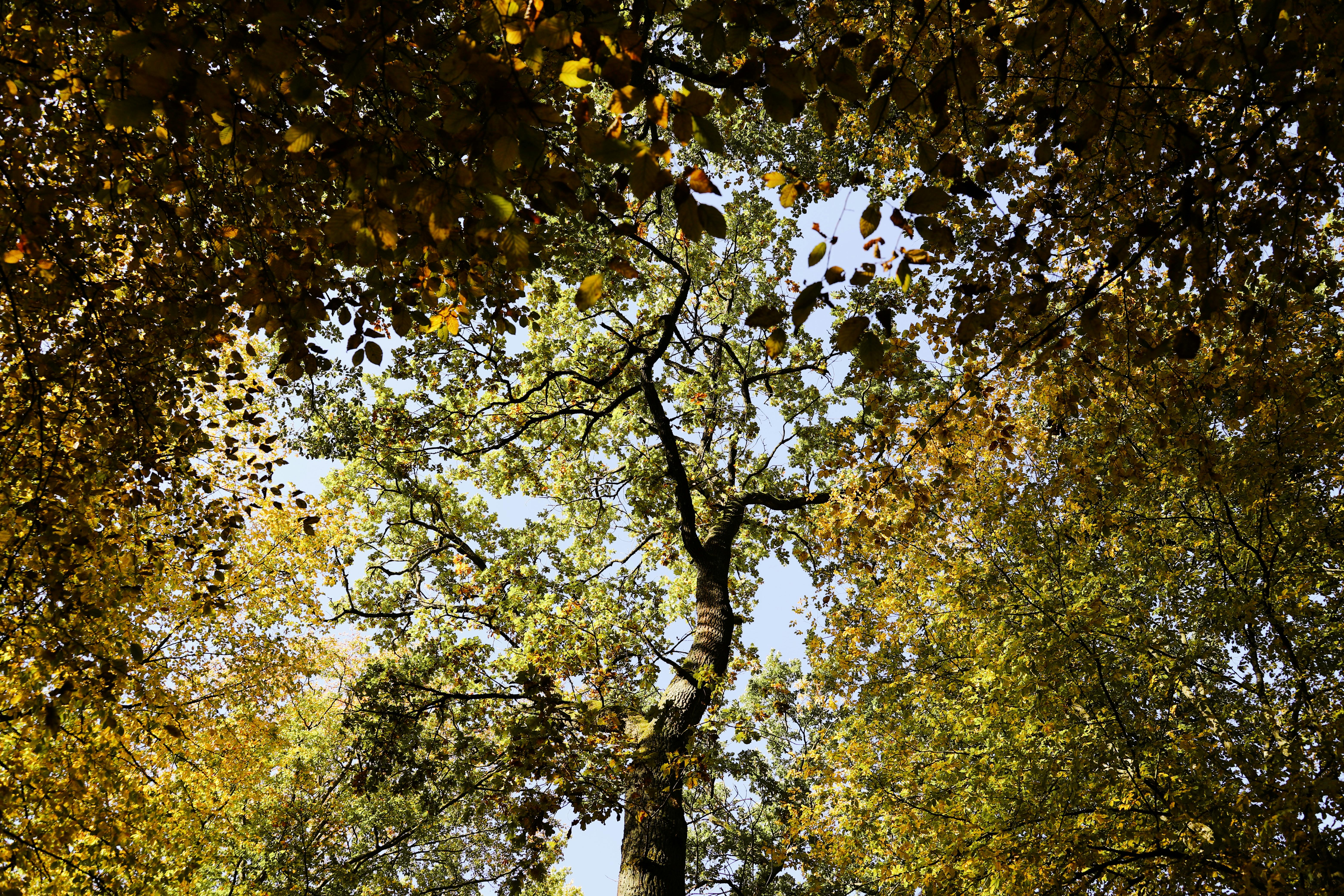 Vibrant Autumn Forest Canopy with Golden Leaves · Free Stock Photo