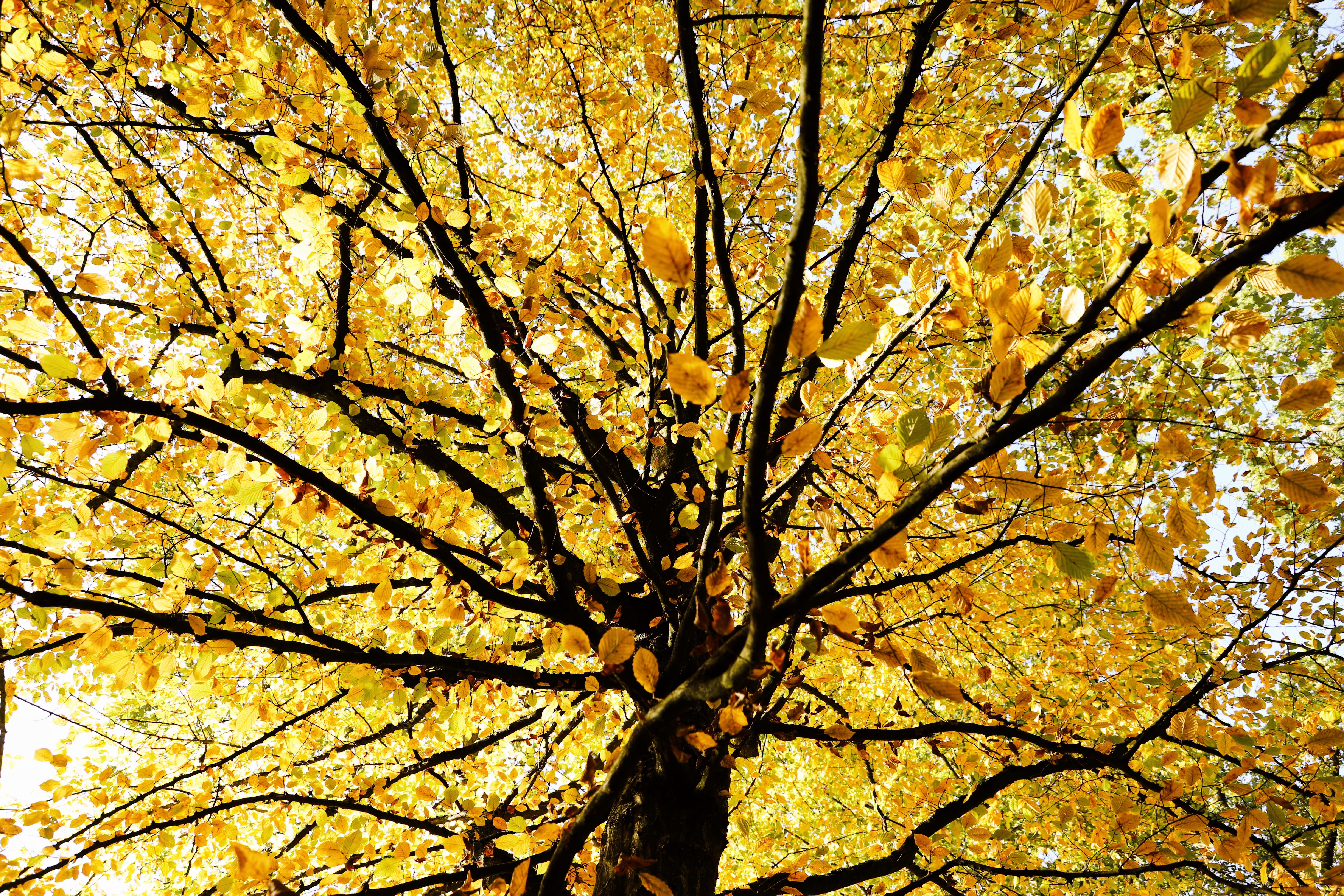 Two Trees during Autumn · Free Stock Photo