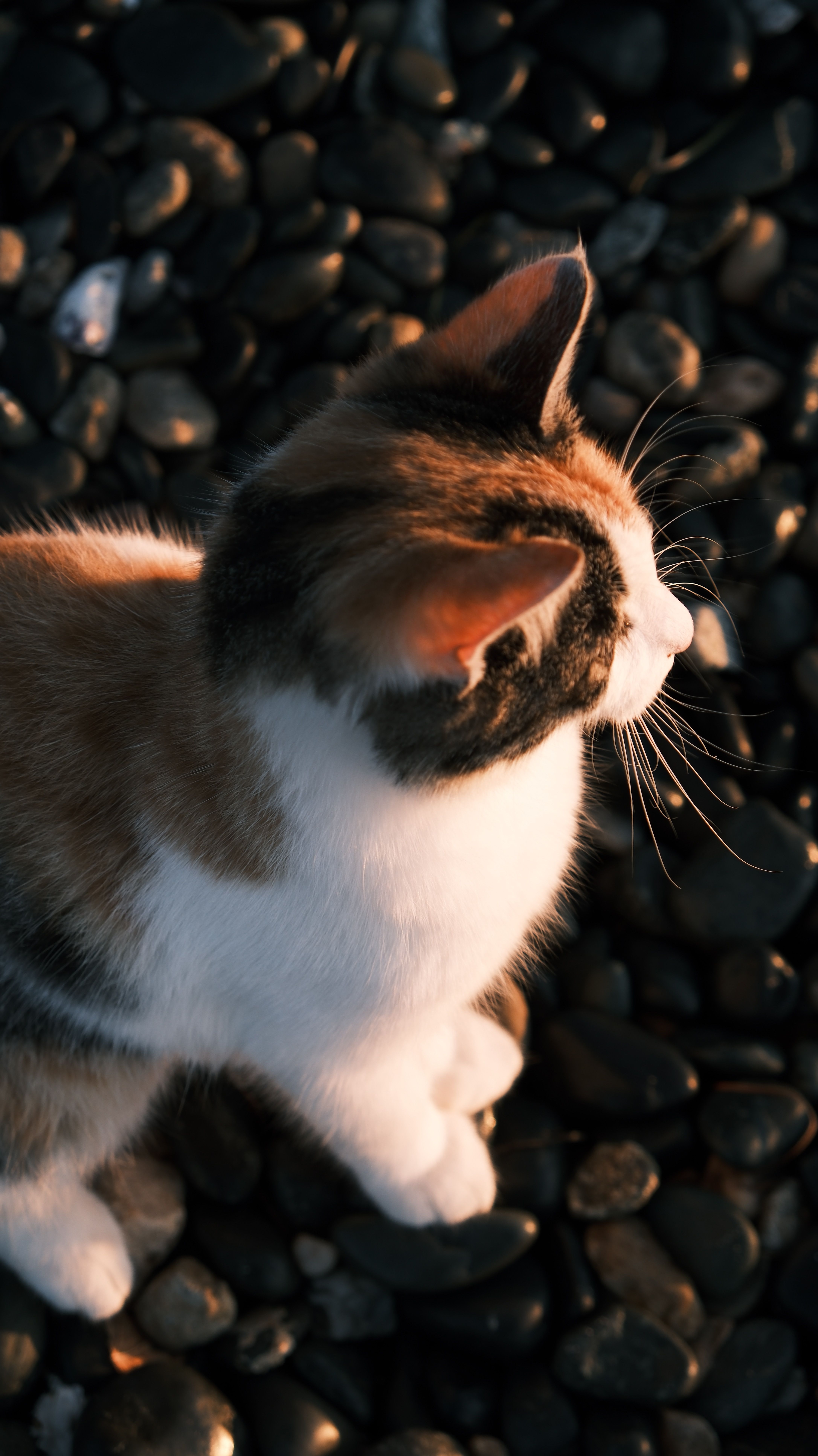 Calico Cat Sitting on Pebble Beach at Sunset · Free Stock Photo