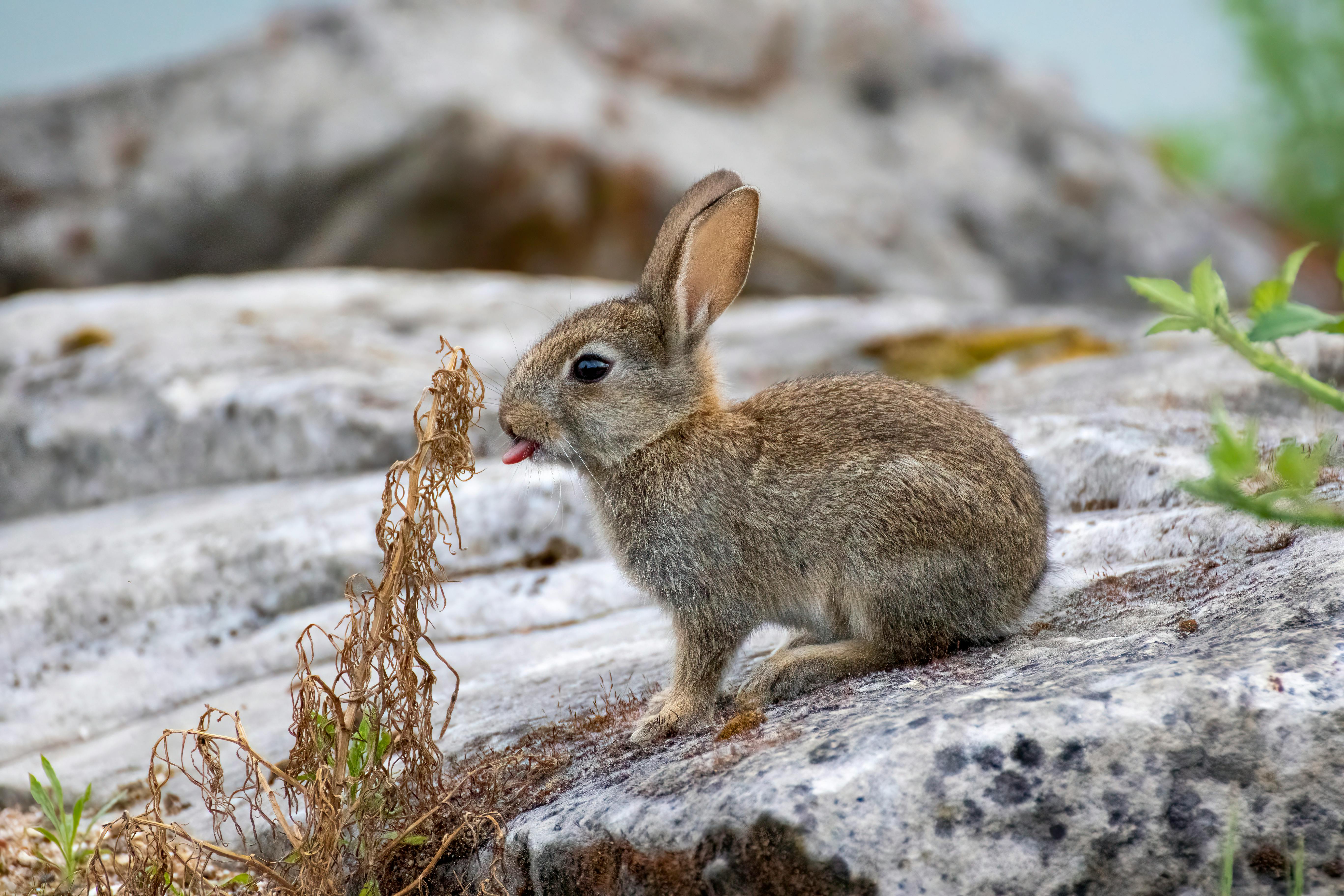 Field Rabbit Photos, Download The BEST Free Field Rabbit Stock Photos ...