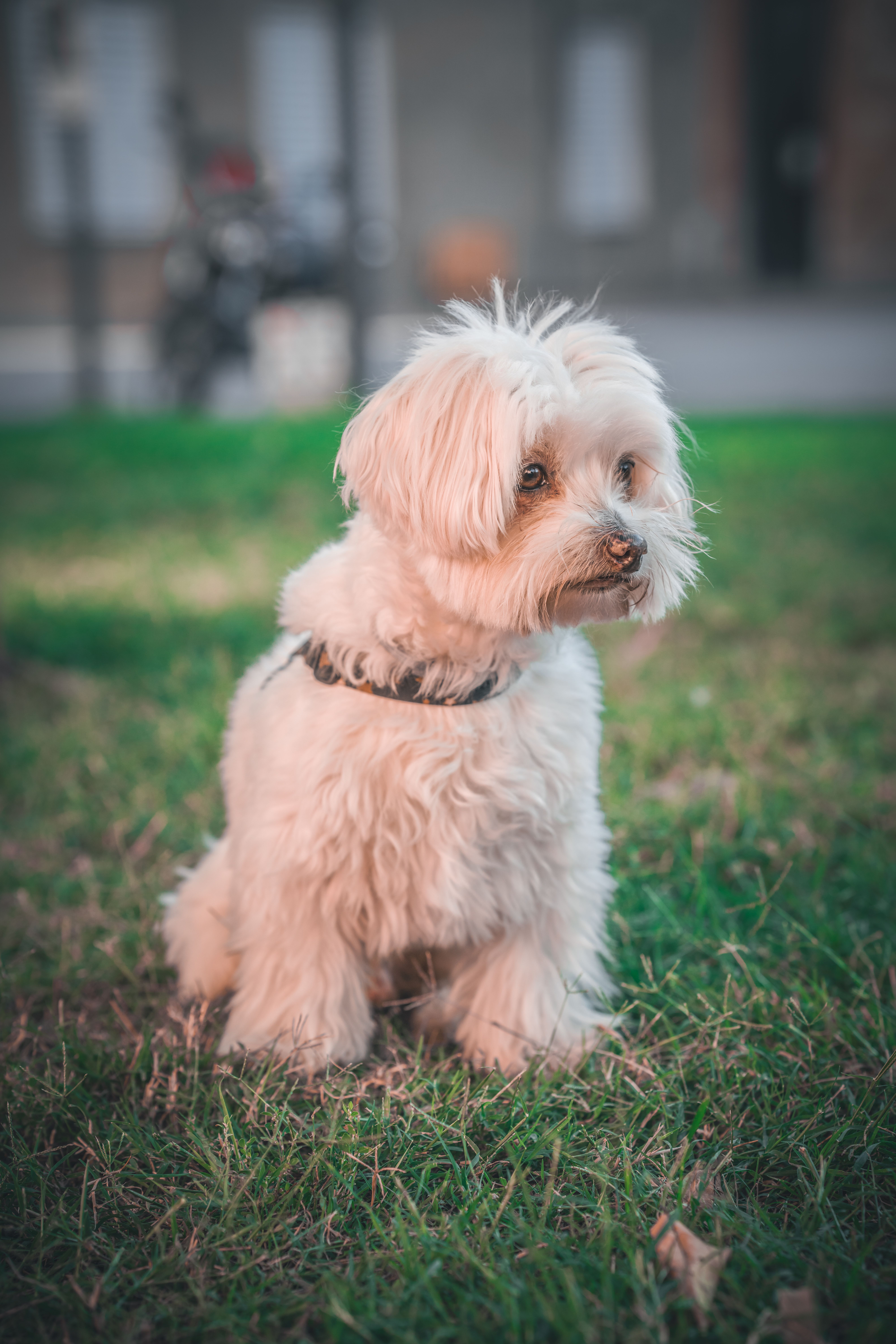 Adorable Small Dog Sitting on Green Grass · Free Stock Photo