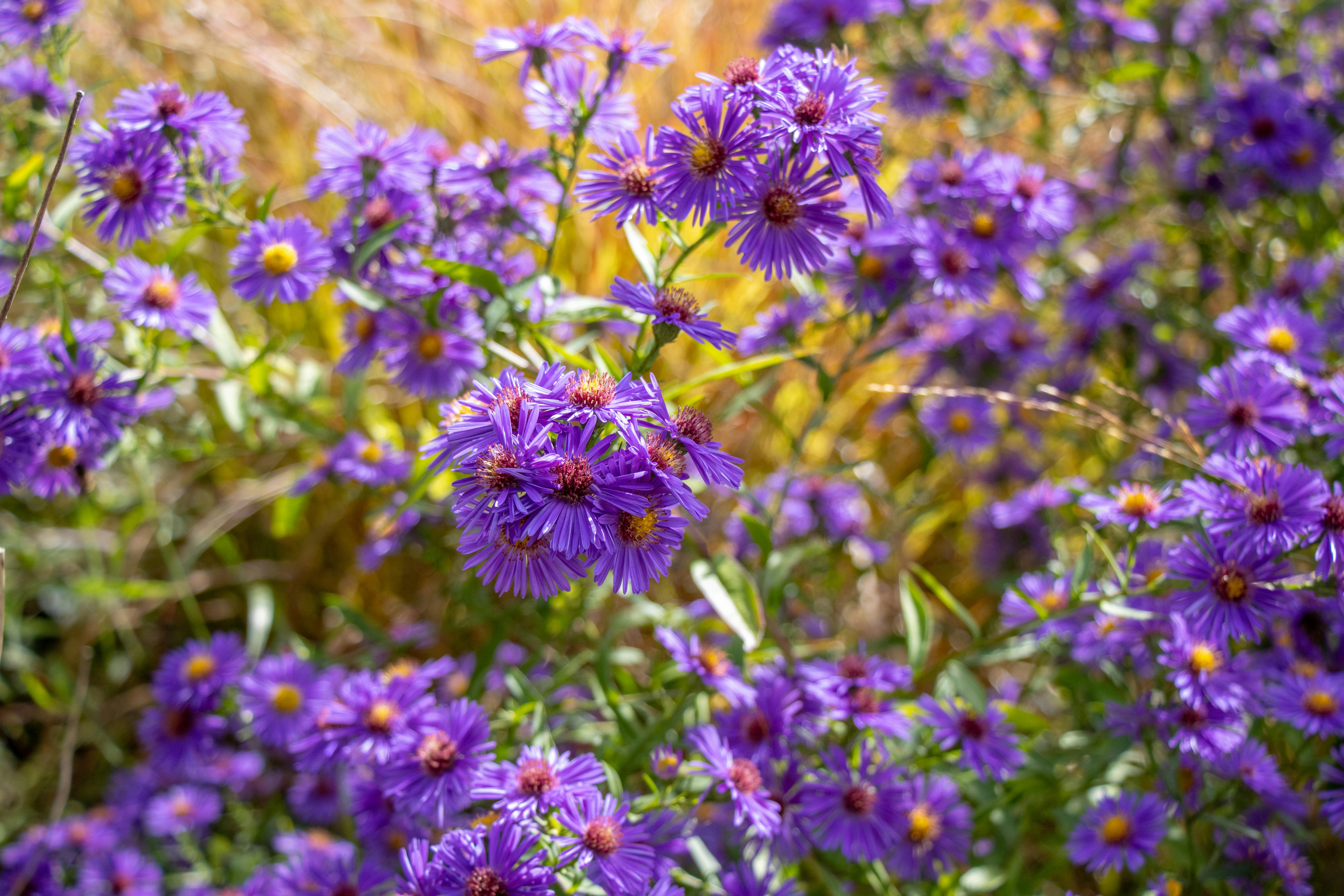 Vibrant Purple Aster Wildflowers in Bloom · Free Stock Photo