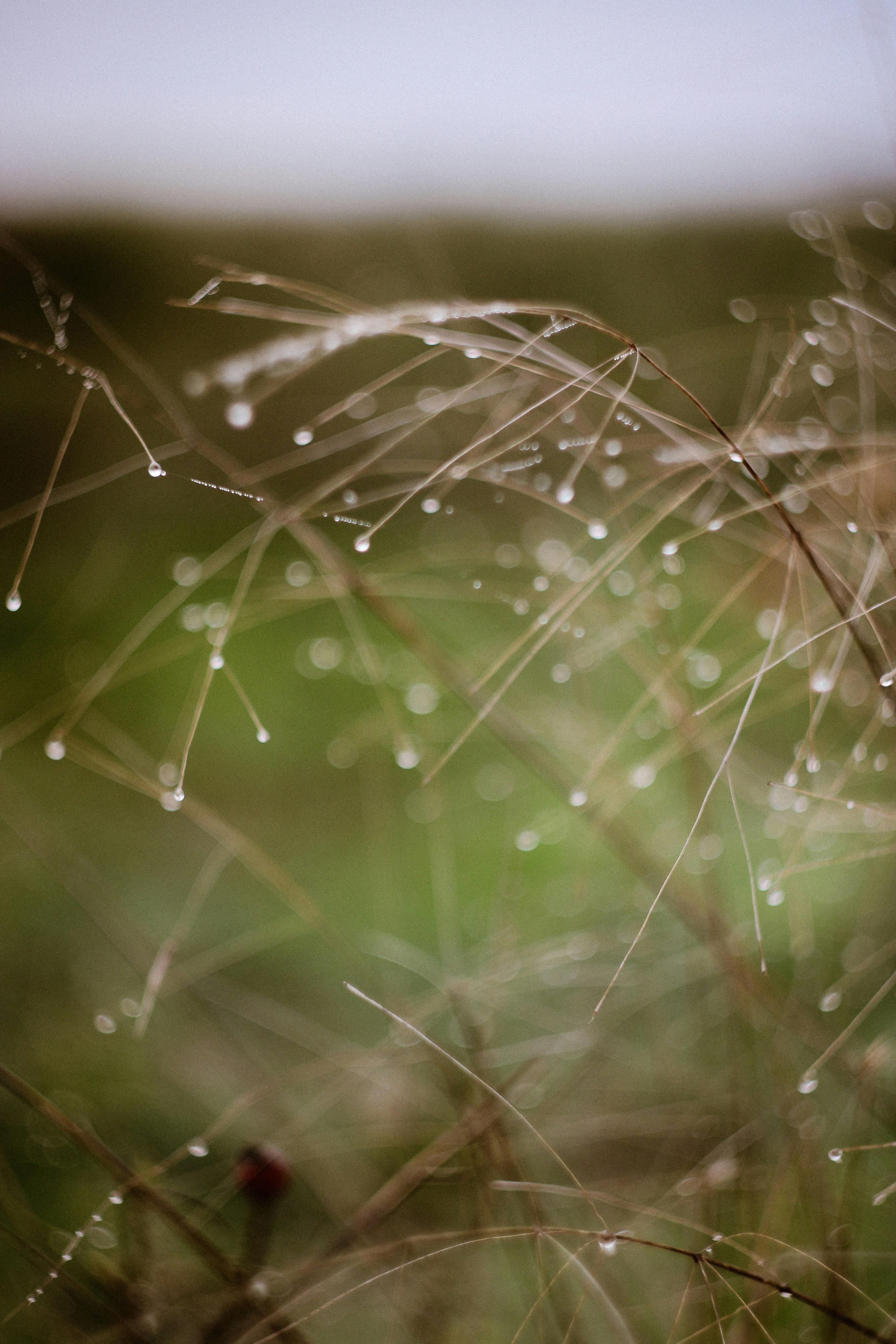 Dew Drops on Delicate Grass at Sunrise · Free Stock Photo