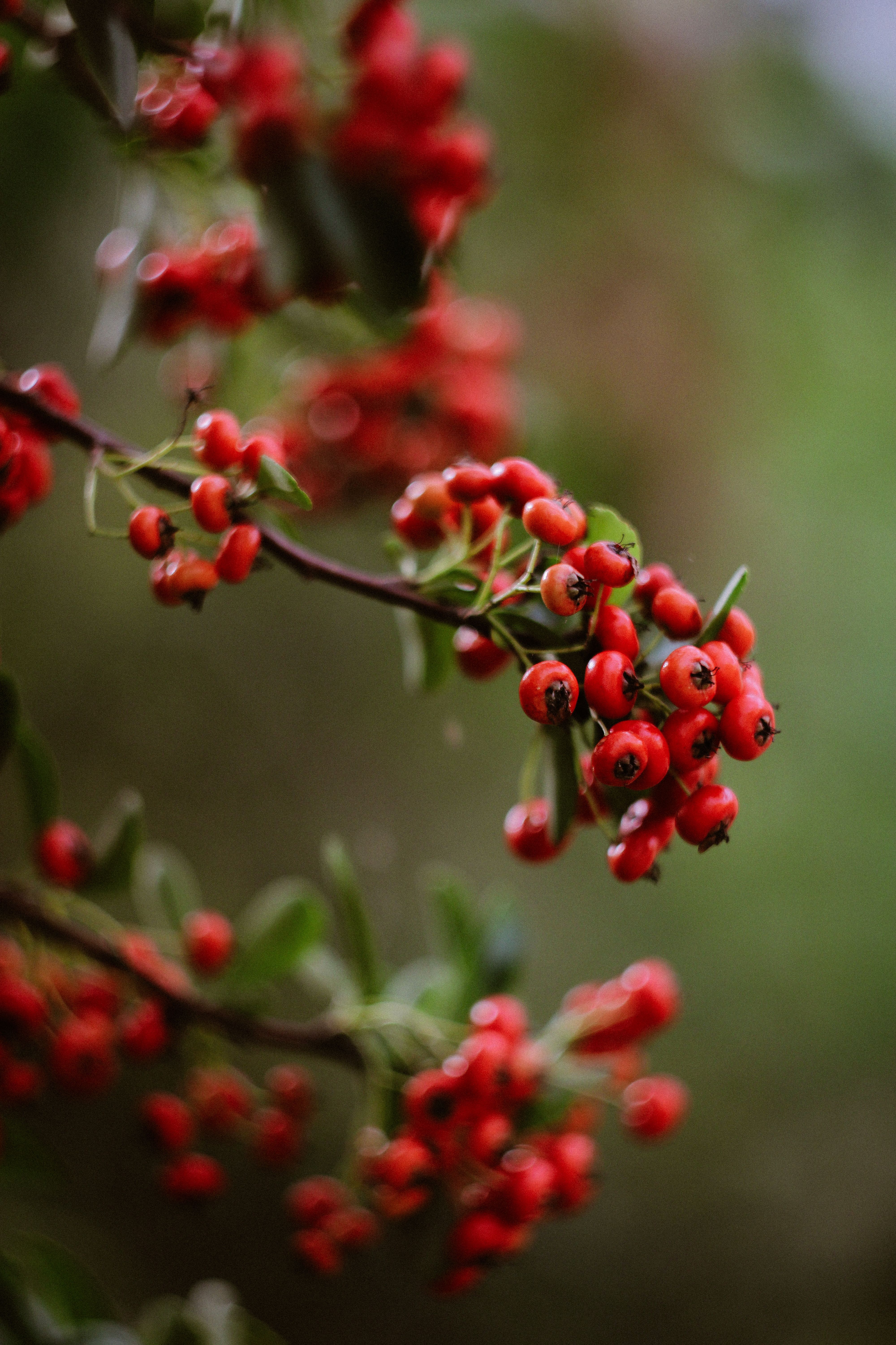 Close-up of Red Berries on a Branch Outdoors · Free Stock Photo