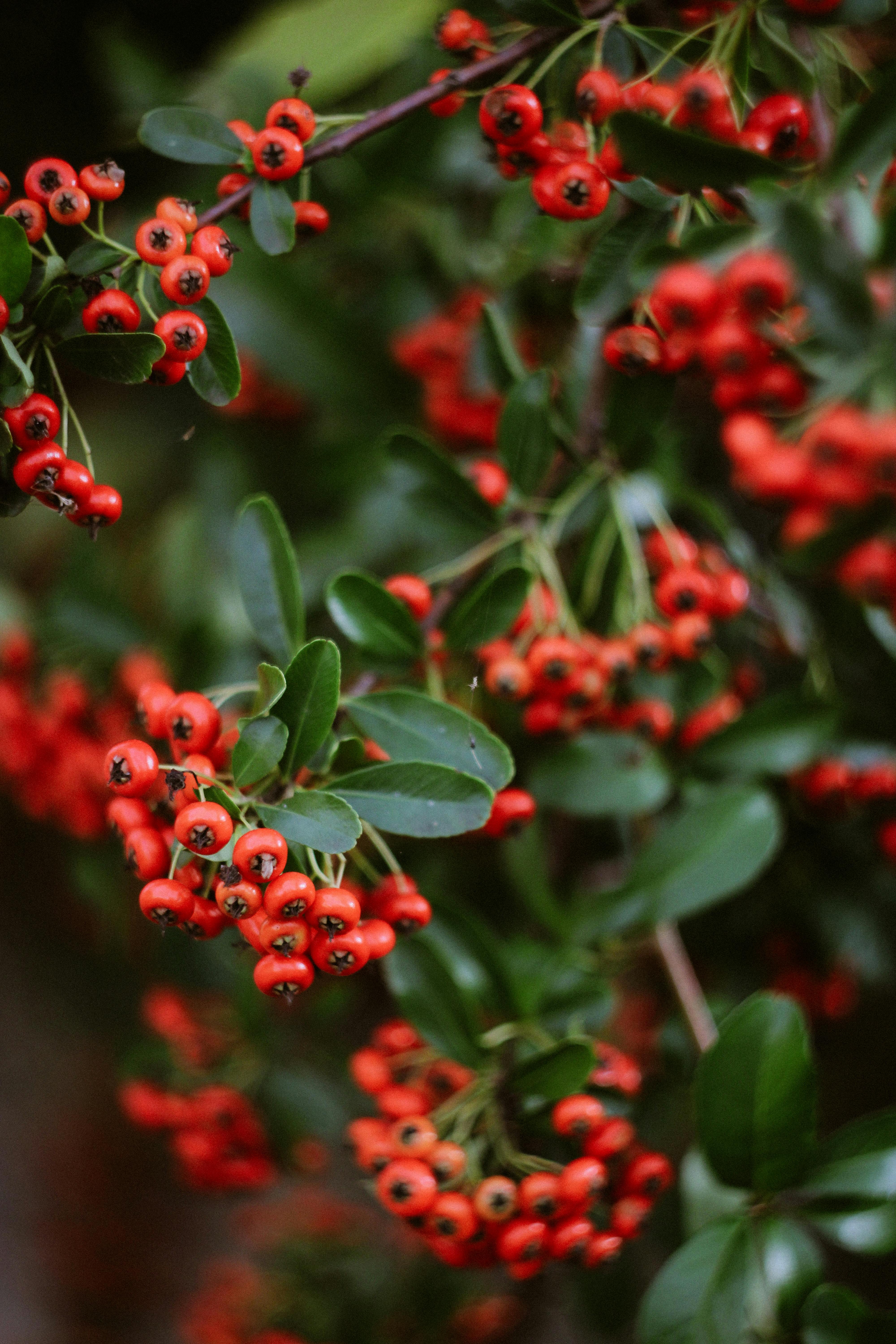 Vibrant Red Pyracantha Berries on Green Foliage · Free Stock Photo