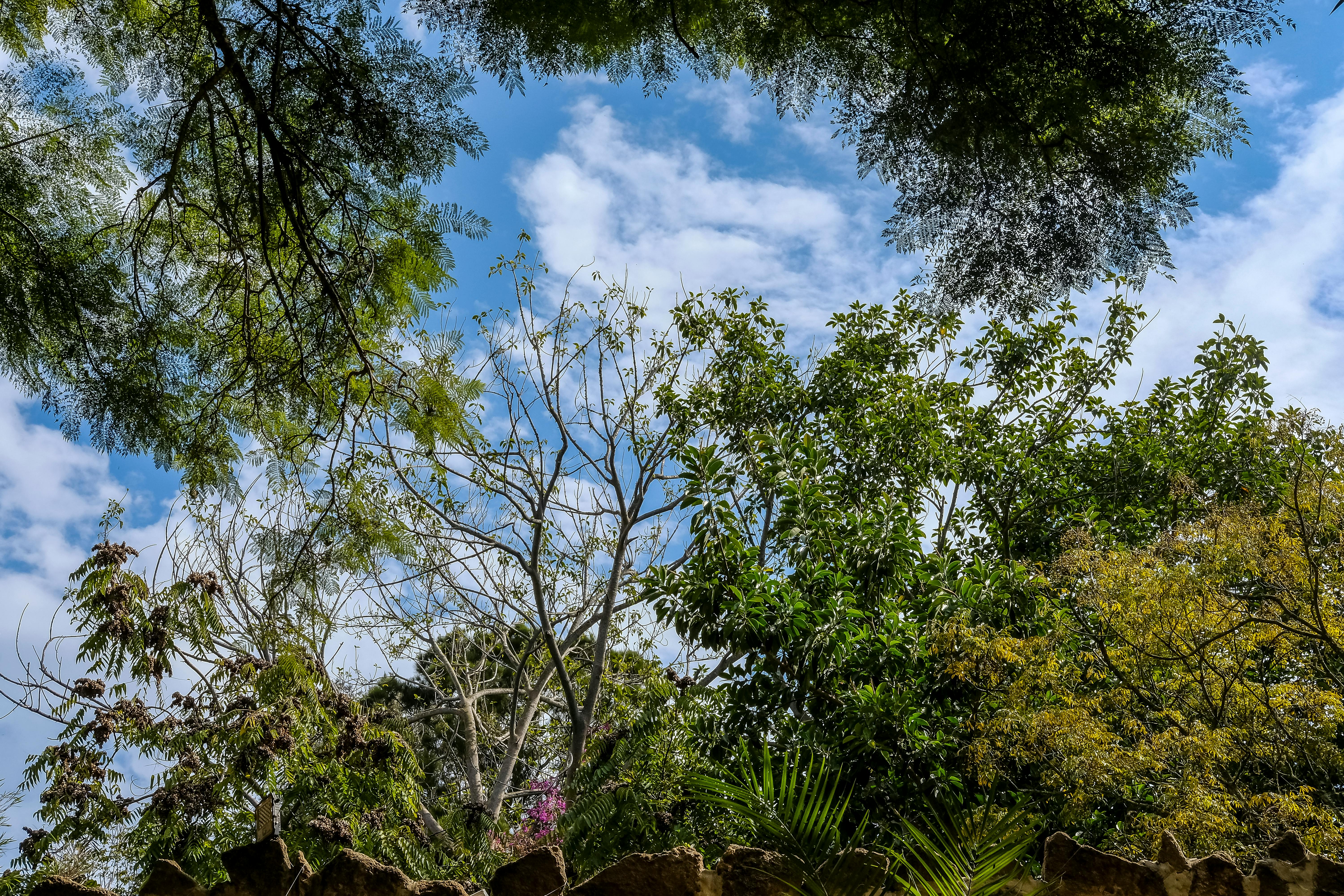 Lush Green Forest Canopy with Blue Sky View · Free Stock Photo