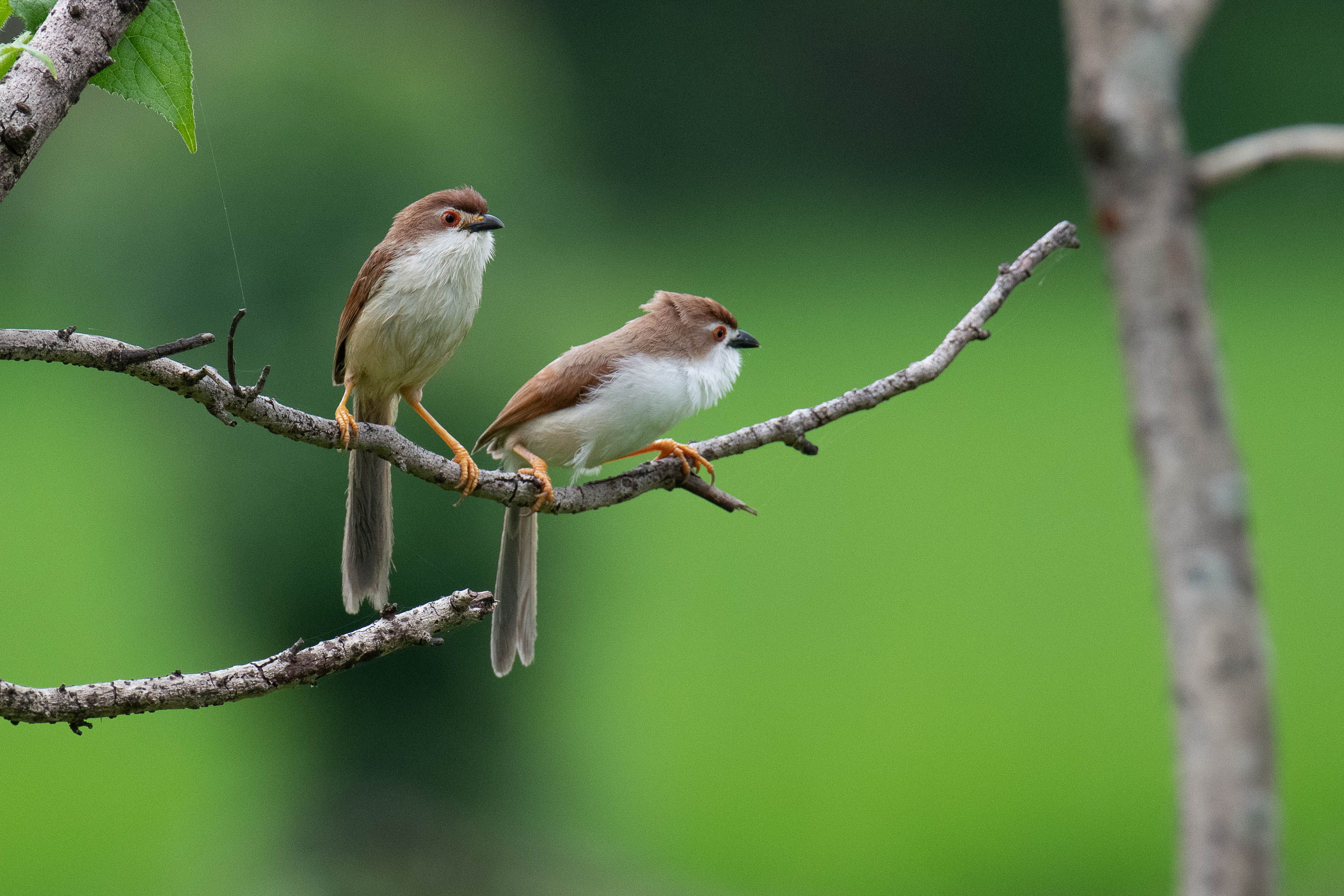 Two Small Birds Perched on Tree Branch · Free Stock Photo