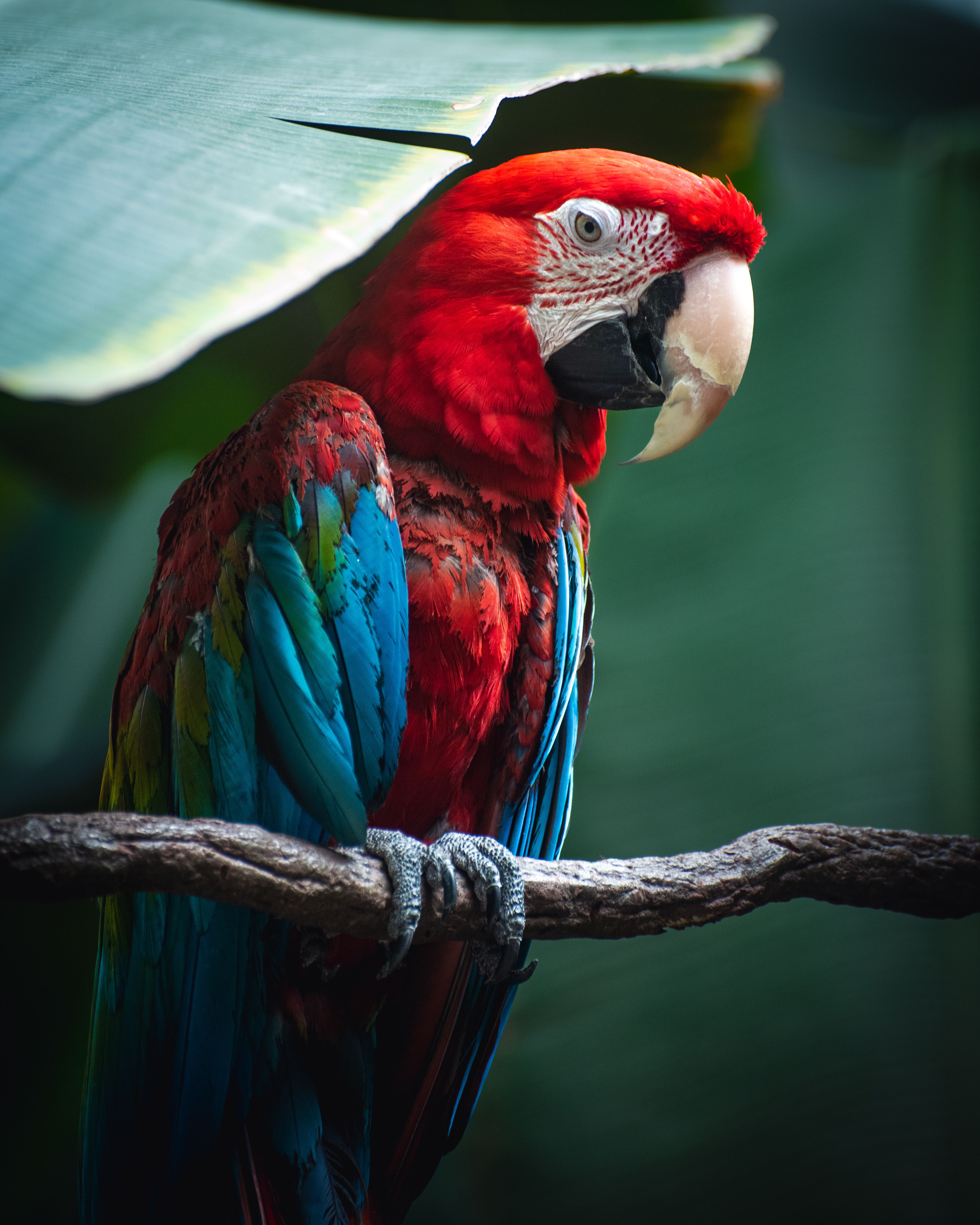 Perroquet Africain Coloré Perché Dans Un Arbre · Photo gratuite
